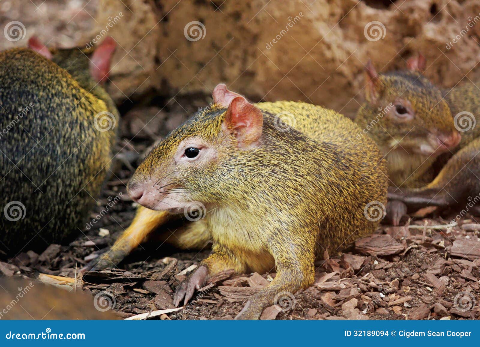L'agouti d'Azara photo stock. Image du griffes, mammifères - 32189094