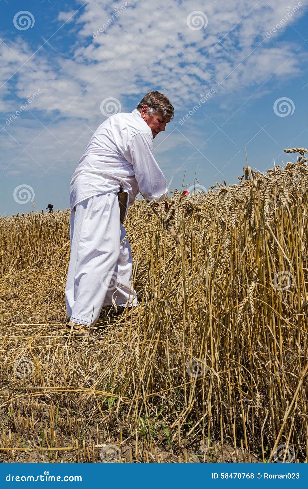 L'agricoltore Sta Tagliando Il Grano Fotografia Stock - Immagine di ...