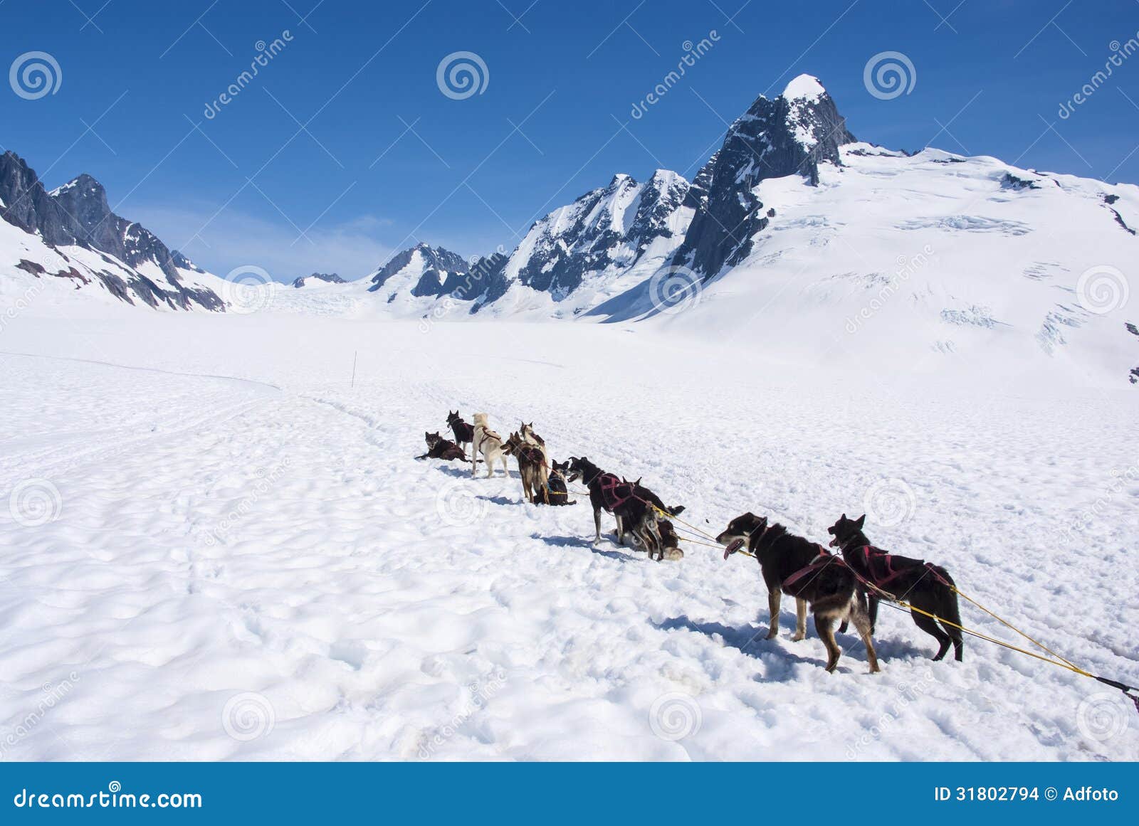 L'Alaska - Avventura Sledding Del Cane Fotografia Stock - Immagine di ...