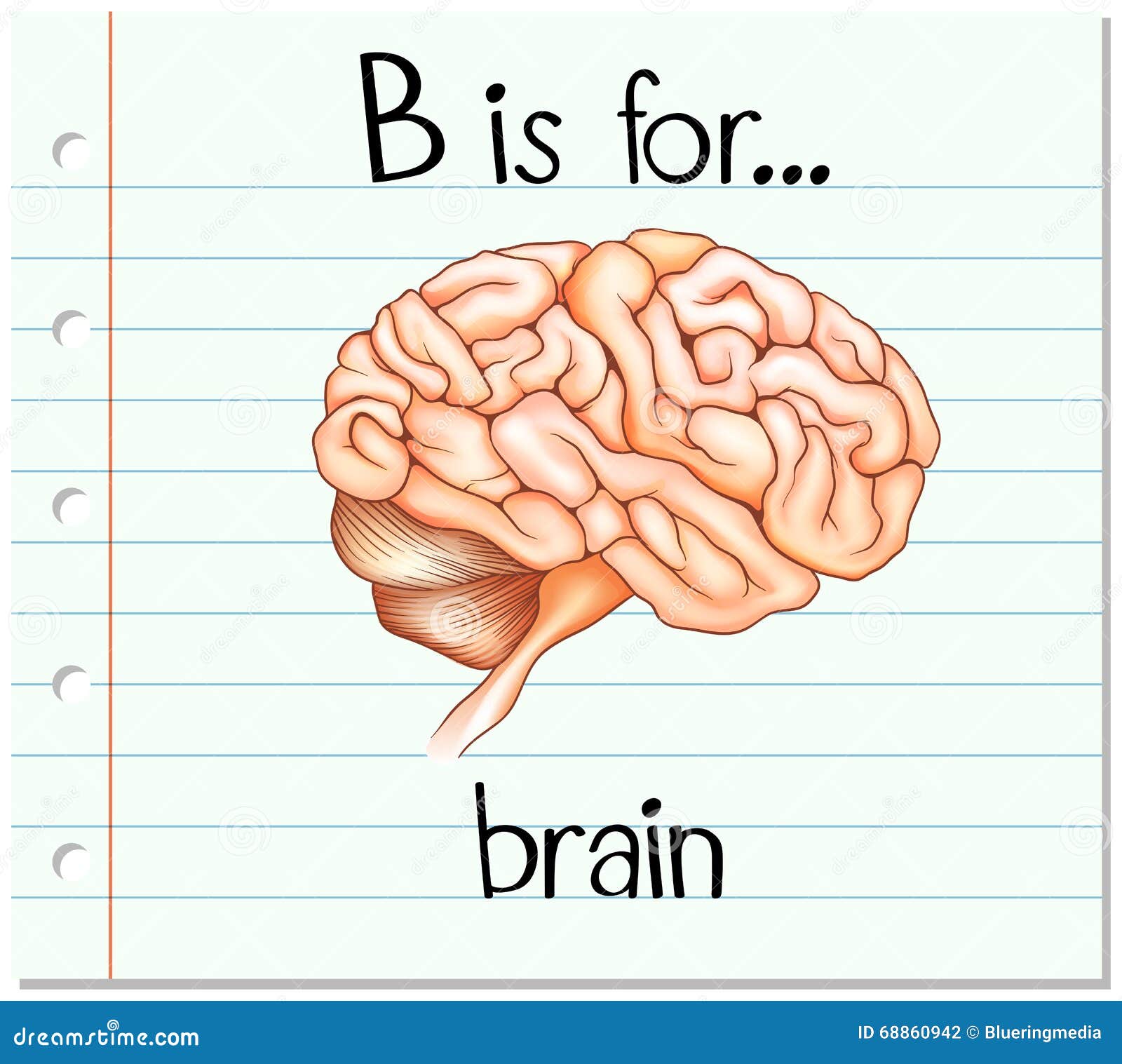 L'alphabet B De Flashcard Est Pour Le Cerveau Illustration de Vecteur ...