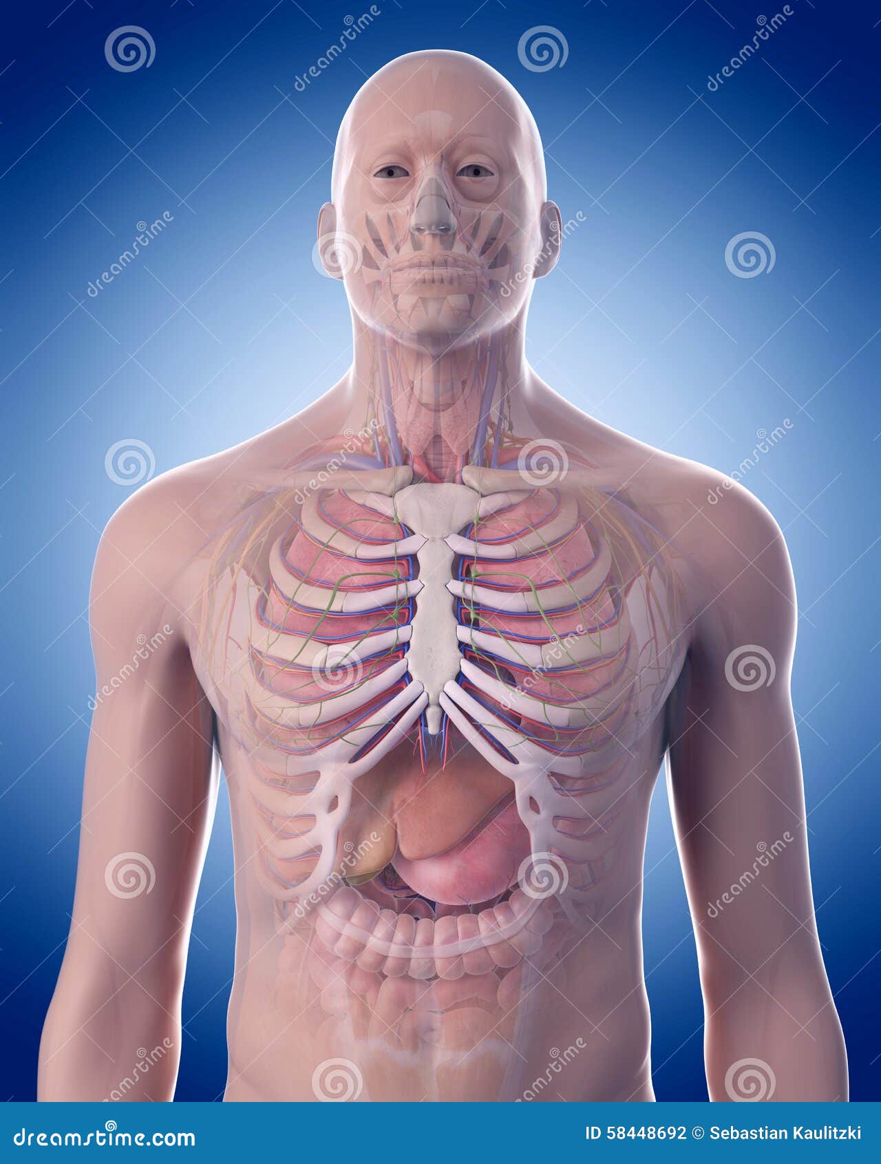 L'anatomia addominale illustrazione di stock. Illustrazione di uomo ...