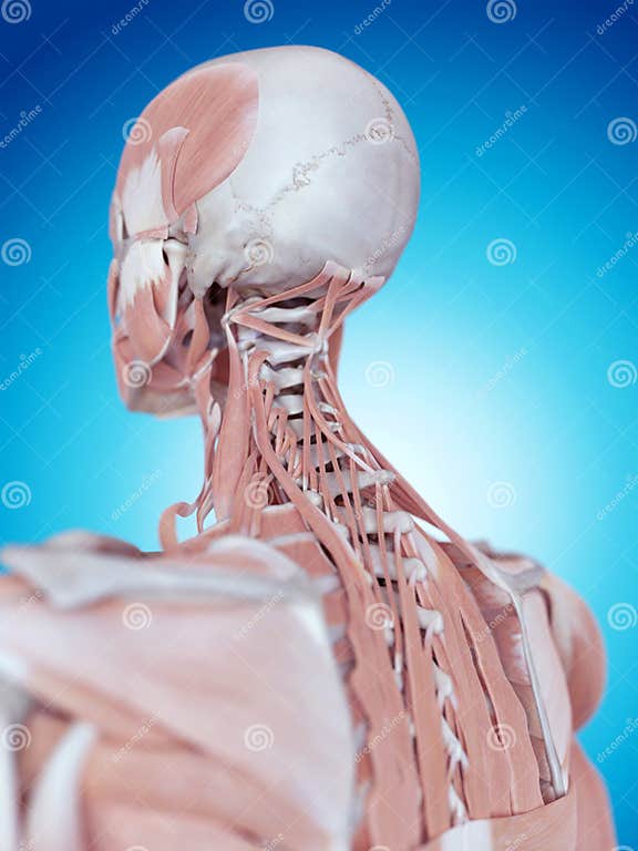 L'anatomia del collo illustrazione di stock. Illustrazione di biologia ...