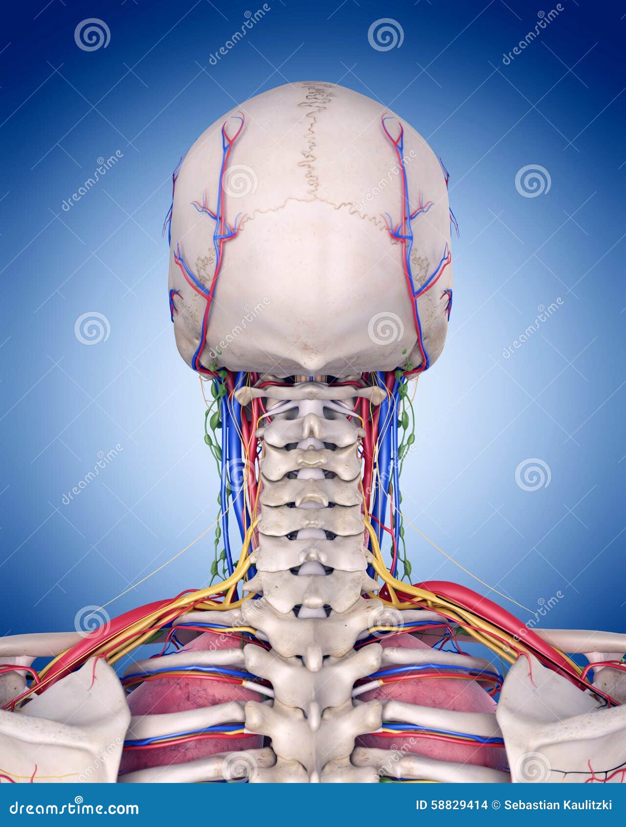 L'anatomia del collo illustrazione di stock. Illustrazione di arteria ...