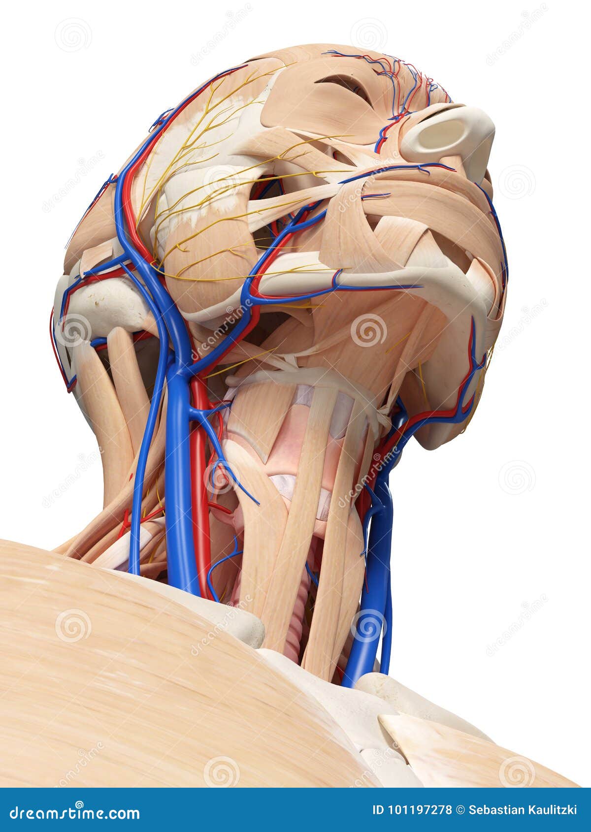 L'anatomia Del Collo E Della Testa Illustrazione di Stock ...