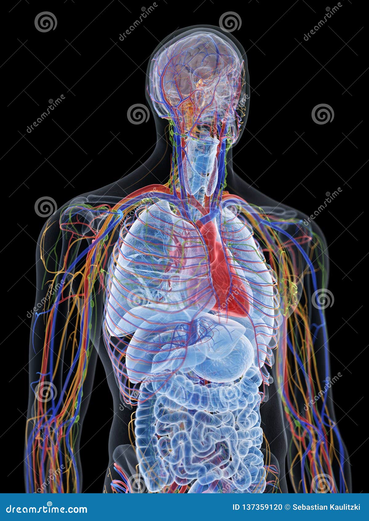 L'anatomia del torace illustrazione di stock. Illustrazione di biologia ...