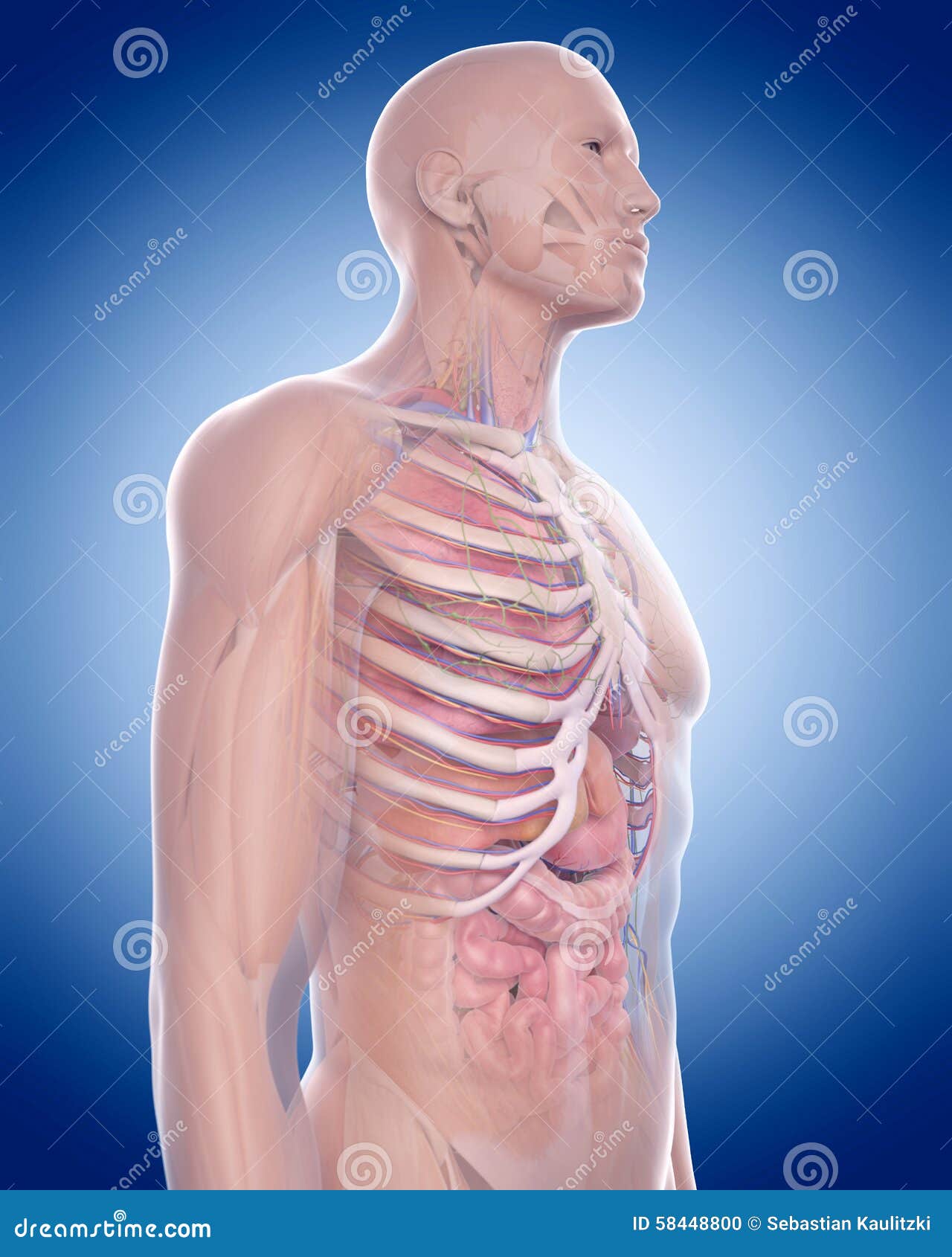 L'anatomia del torace illustrazione di stock. Illustrazione di torace ...