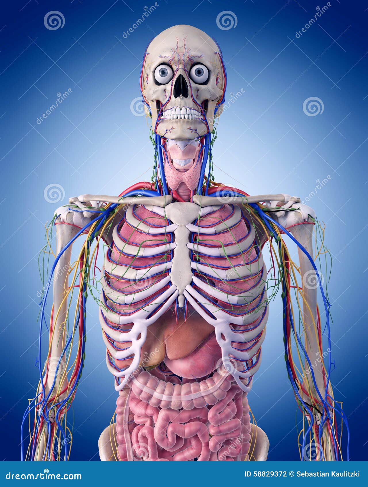 L'anatomia del torace illustrazione di stock. Illustrazione di biologia ...