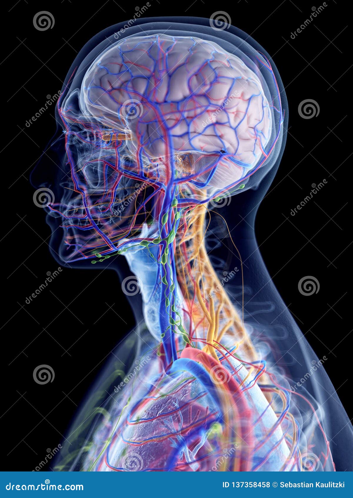 L'anatomia Della Testa E Del Collo Illustrazione di Stock ...