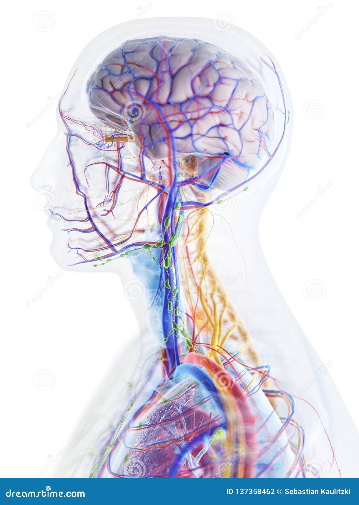 L'anatomia Della Testa E Del Collo Illustrazione di Stock ...