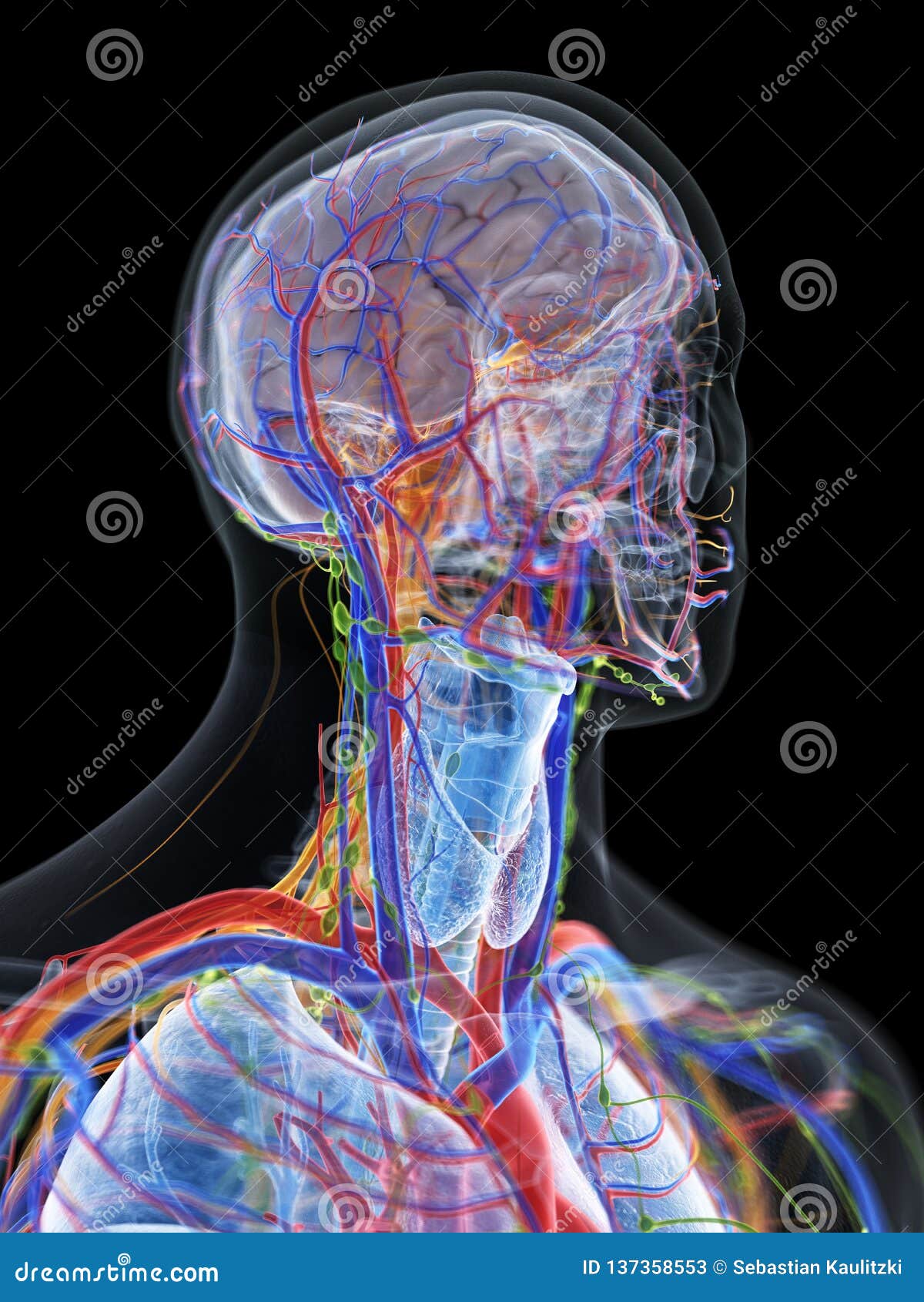 L'anatomia Della Testa E Del Collo Illustrazione di Stock ...