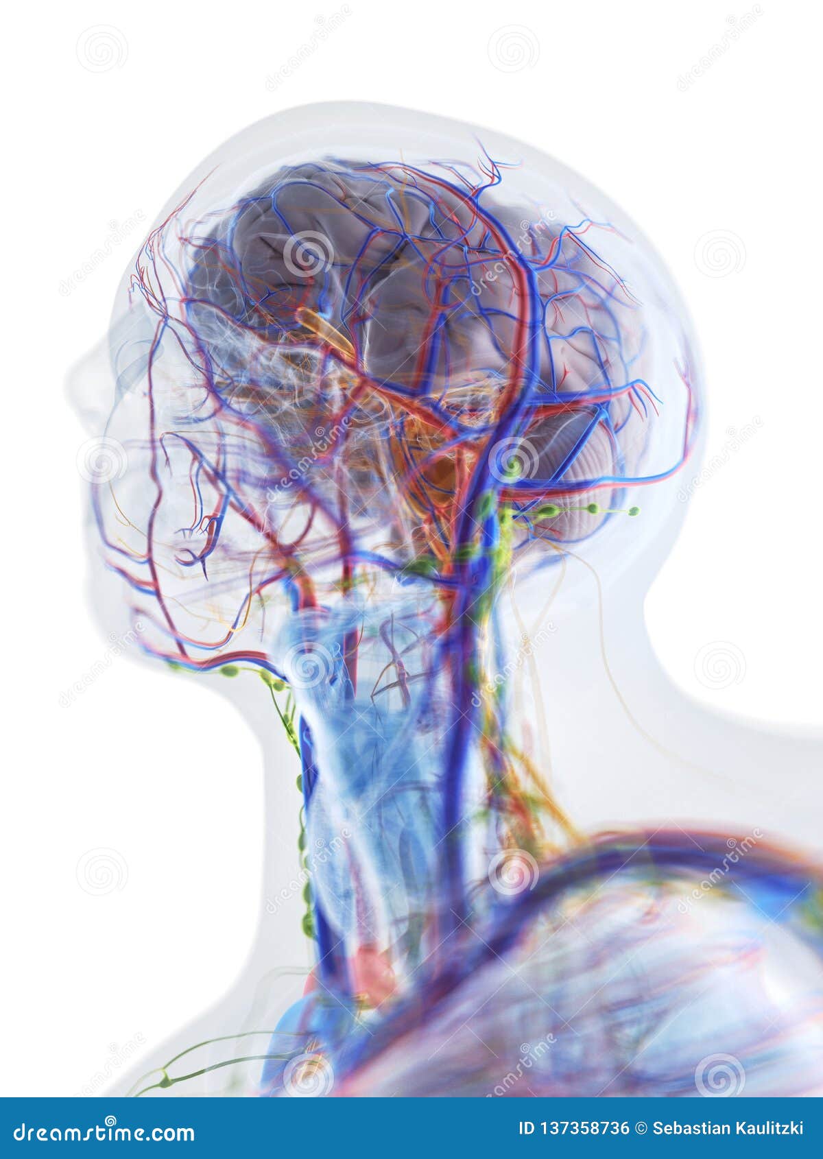 L'anatomia Della Testa E Del Collo Illustrazione di Stock ...