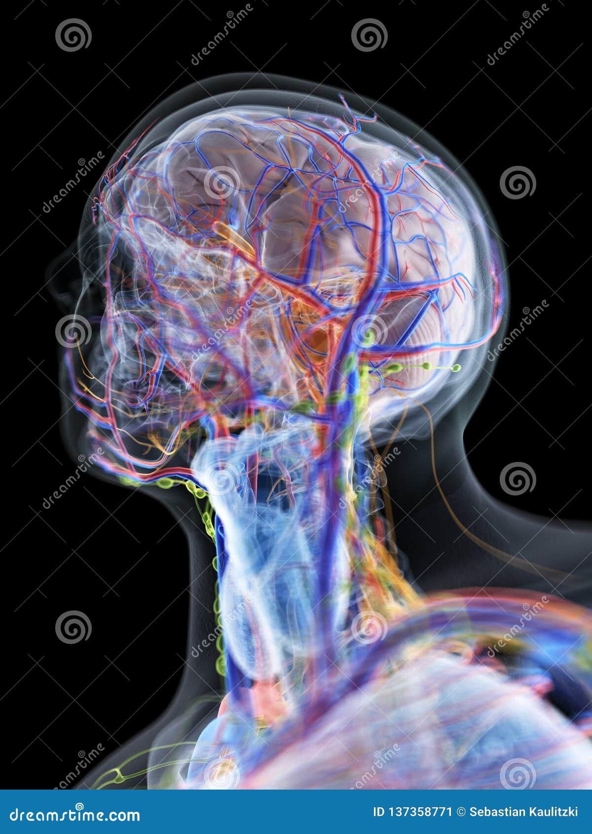 L'anatomia Della Testa E Del Collo Illustrazione di Stock ...