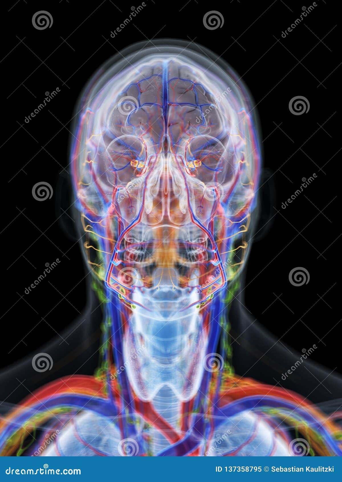 L'anatomia Della Testa E Del Collo Illustrazione di Stock ...