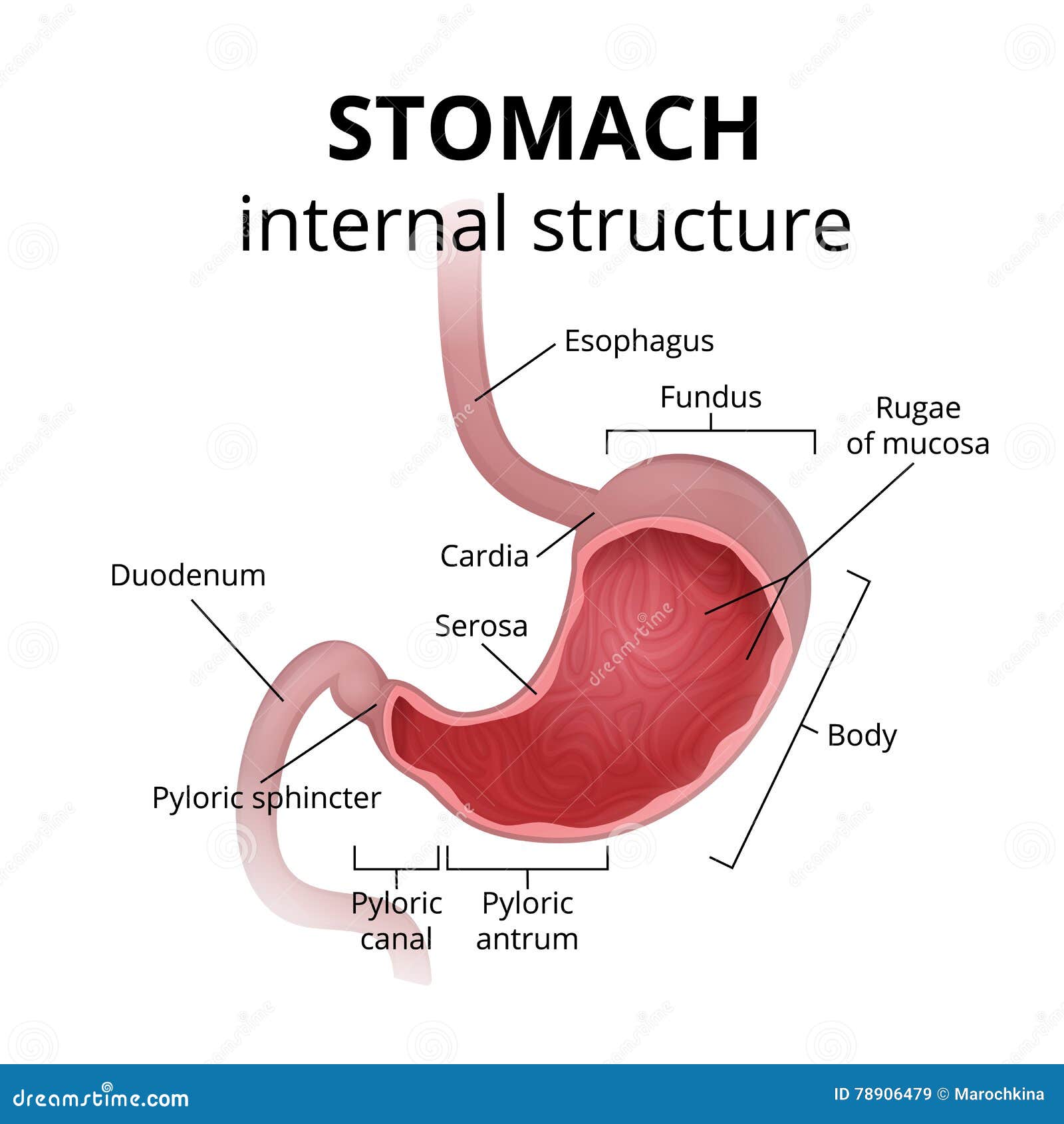 L'anatomia Dello Stomaco Umano Illustrazione Vettoriale - Illustrazione ...