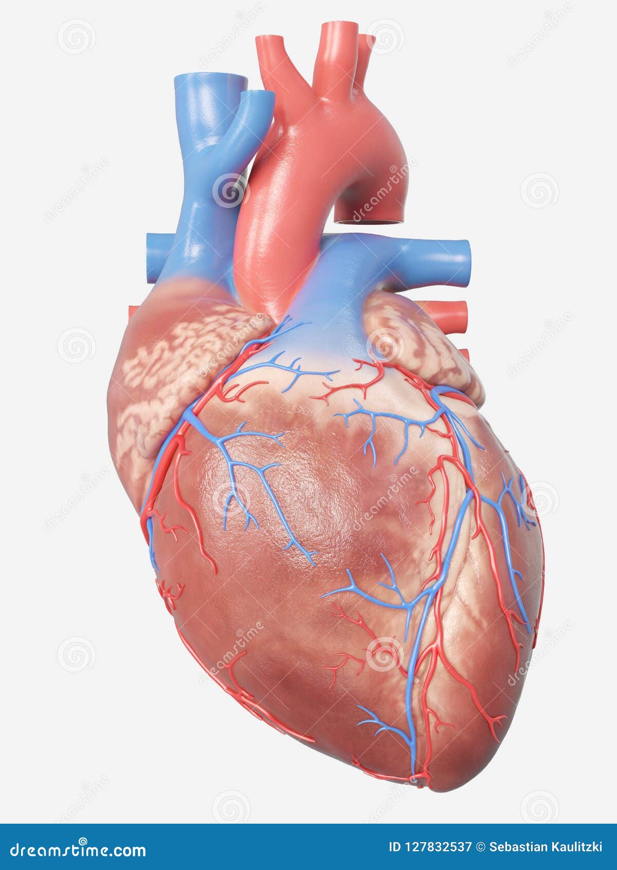 L'anatomia umana del cuore illustrazione di stock. Illustrazione di ...