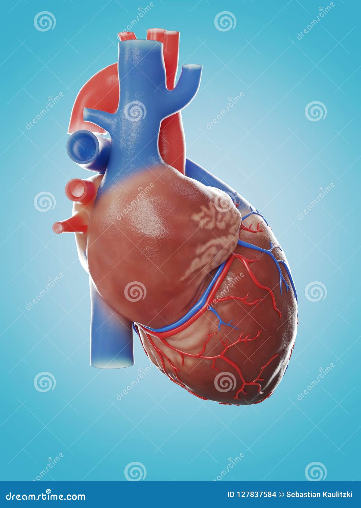 L'anatomia umana del cuore illustrazione di stock. Illustrazione di ...