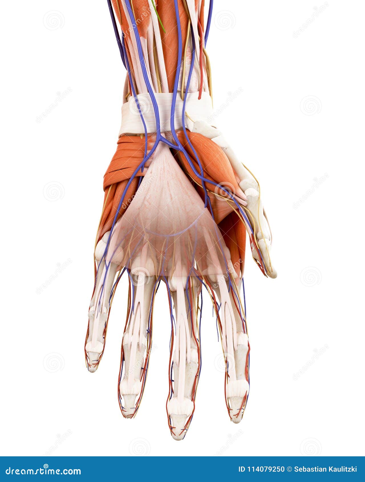 L'anatomia Umana Della Mano Illustrazione di Stock - Illustrazione di ...