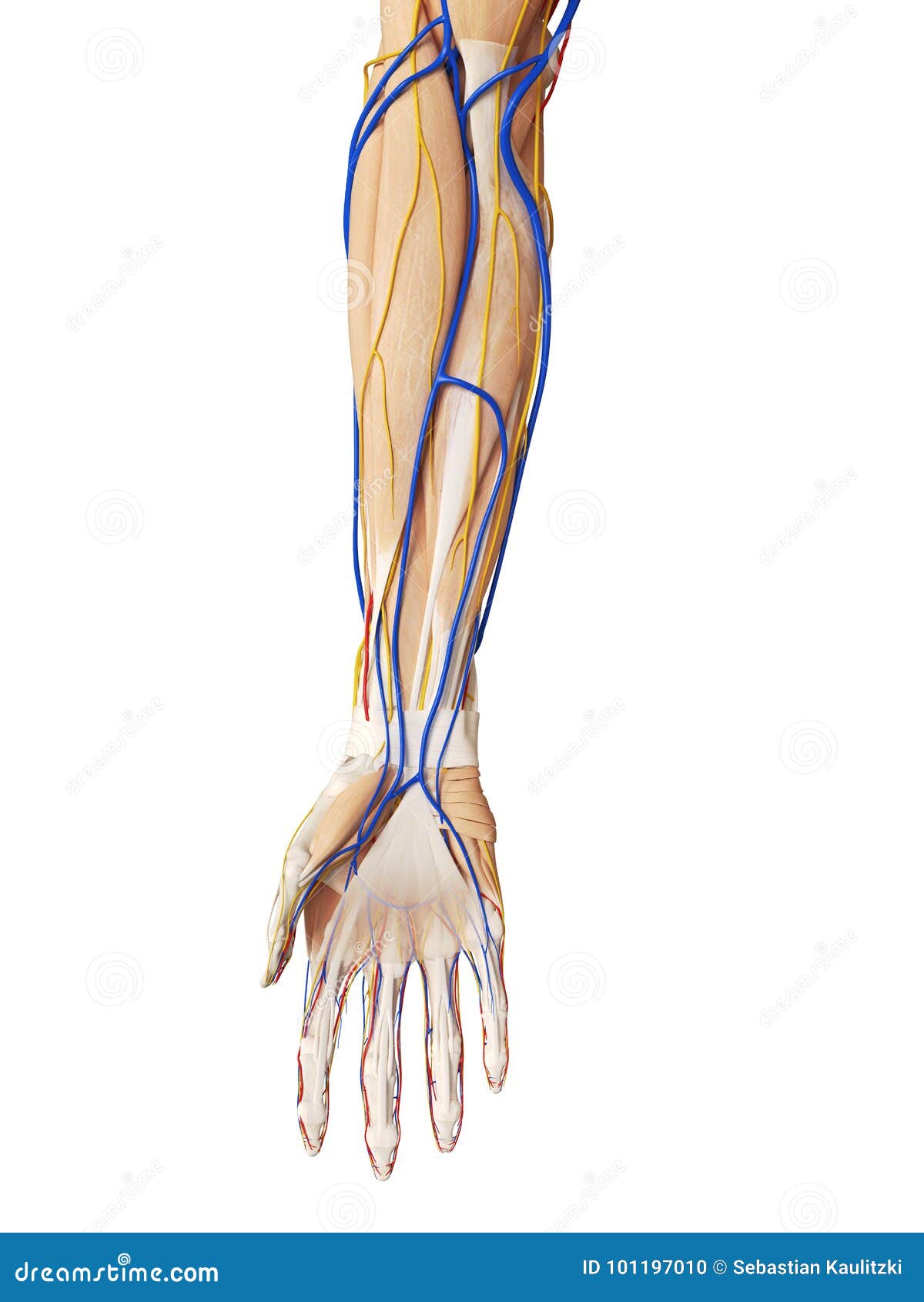 L'anatomie de bras illustration stock. Illustration du précis - 101197010