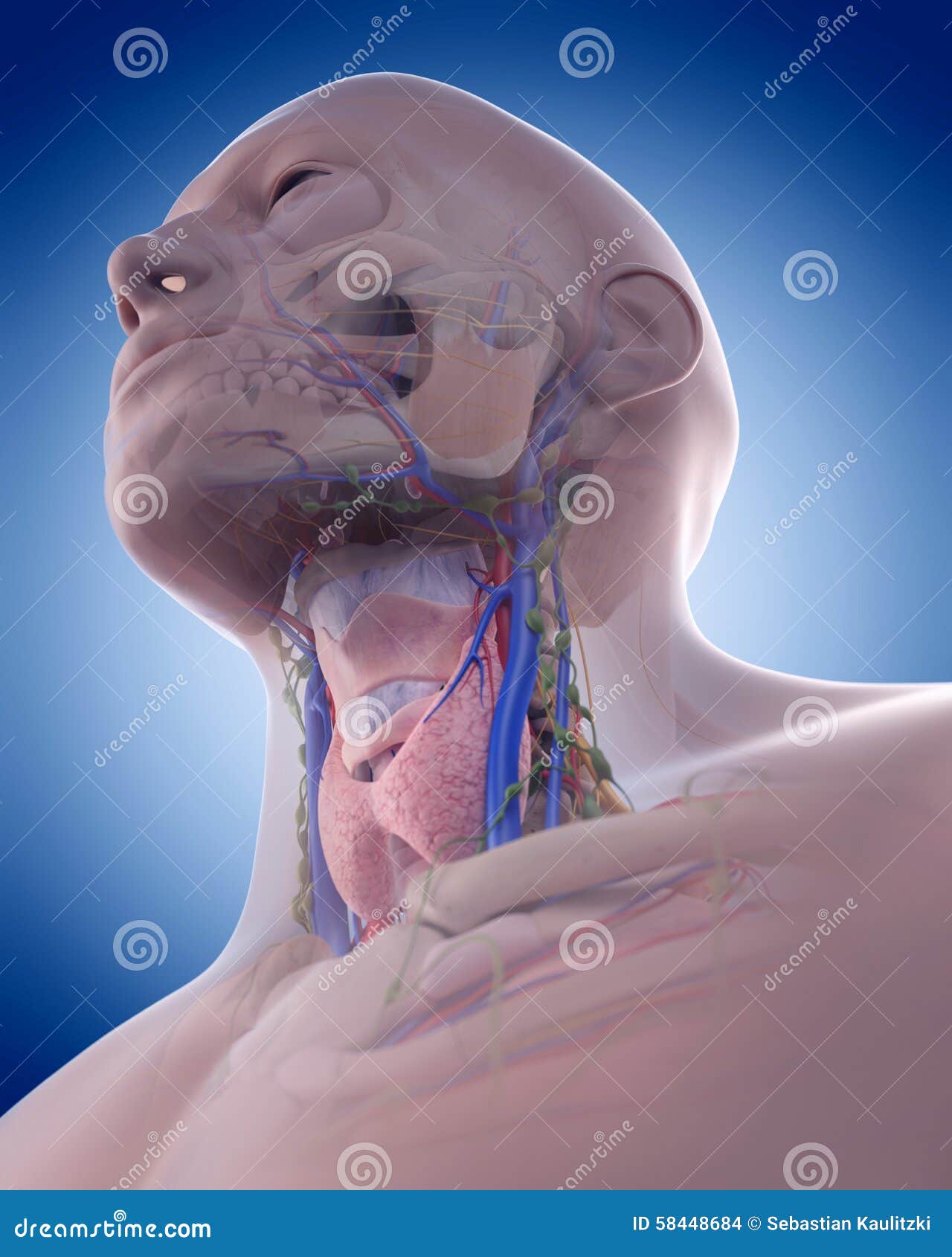 L'anatomie De Cou Illustration Stock - Image: 58448684