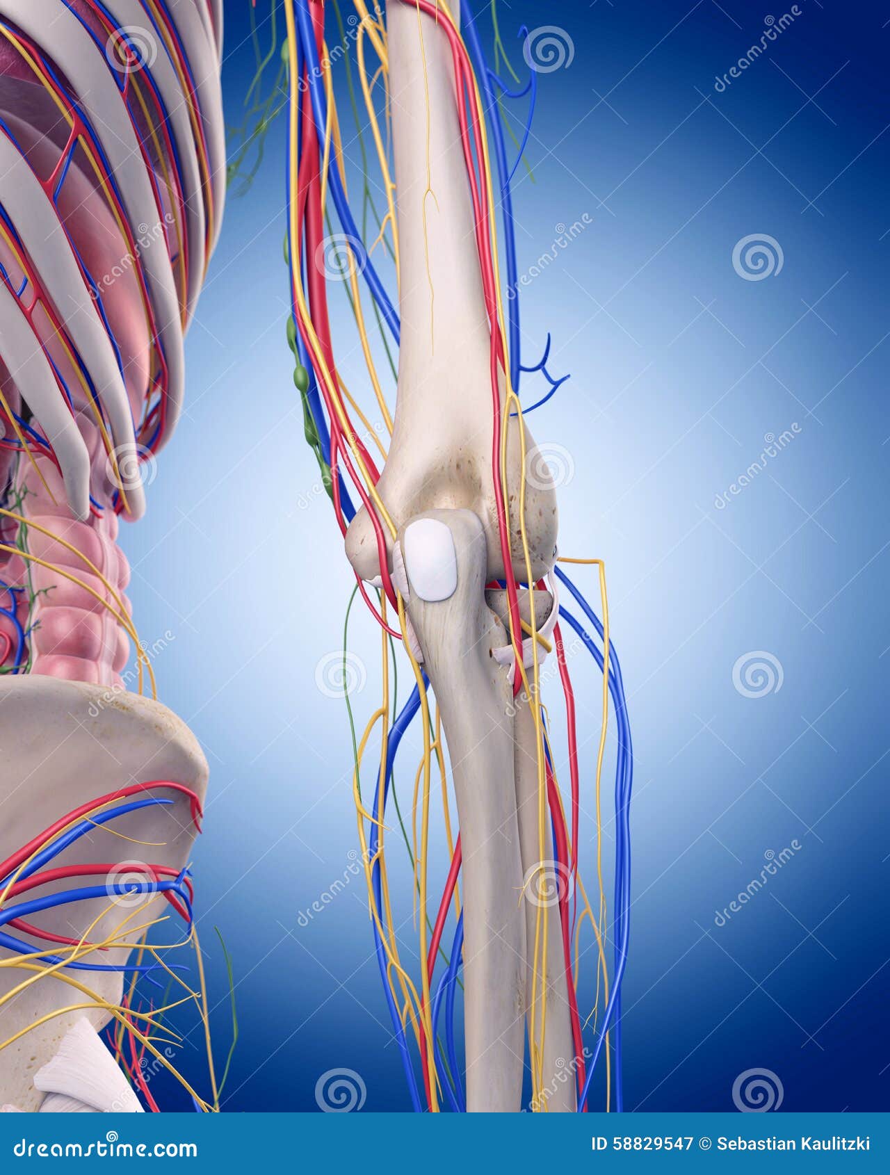 L'anatomie de coude illustration stock. Illustration du biologie - 58829547