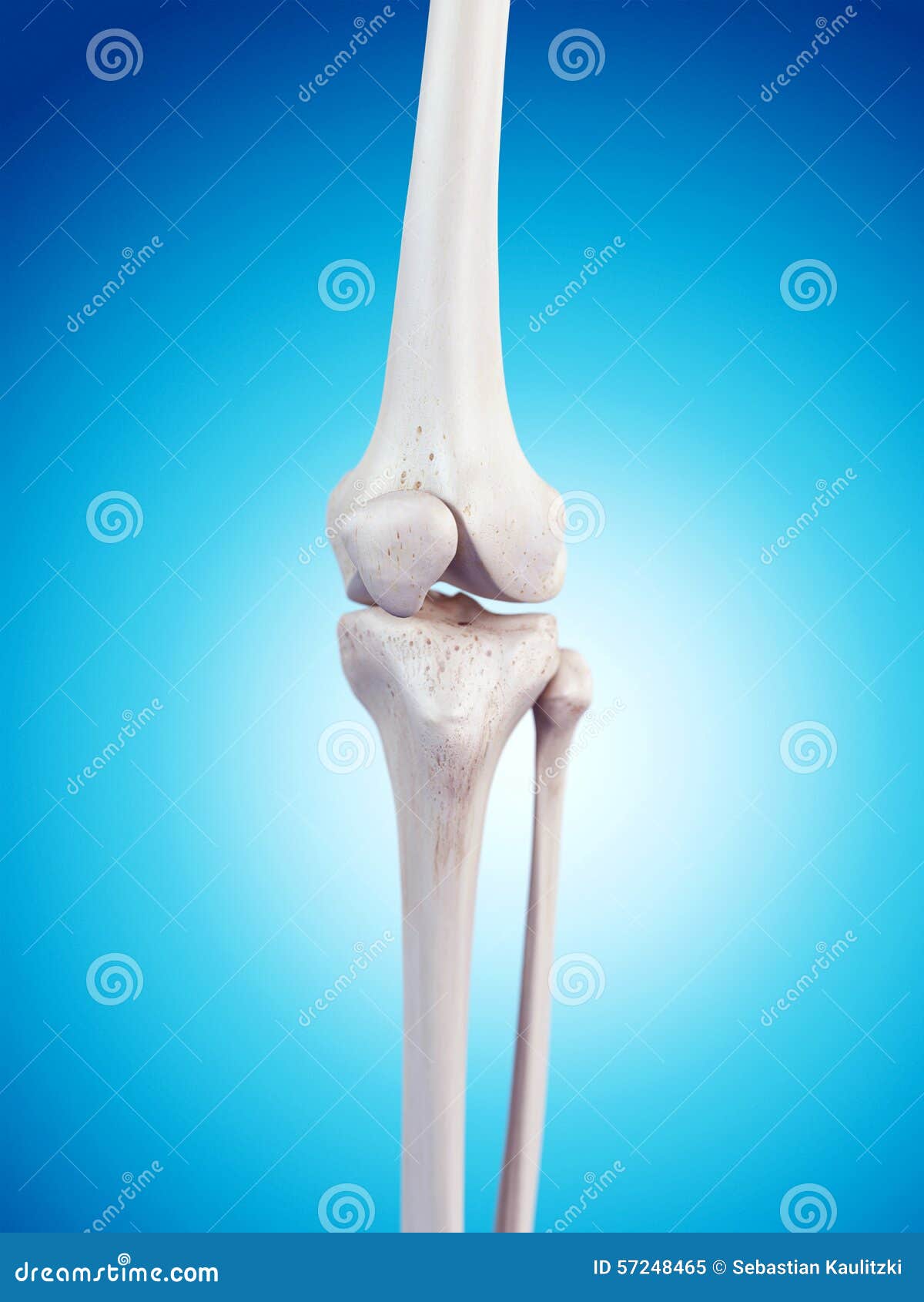 L'anatomie de genou illustration stock. Illustration du anatomique ...