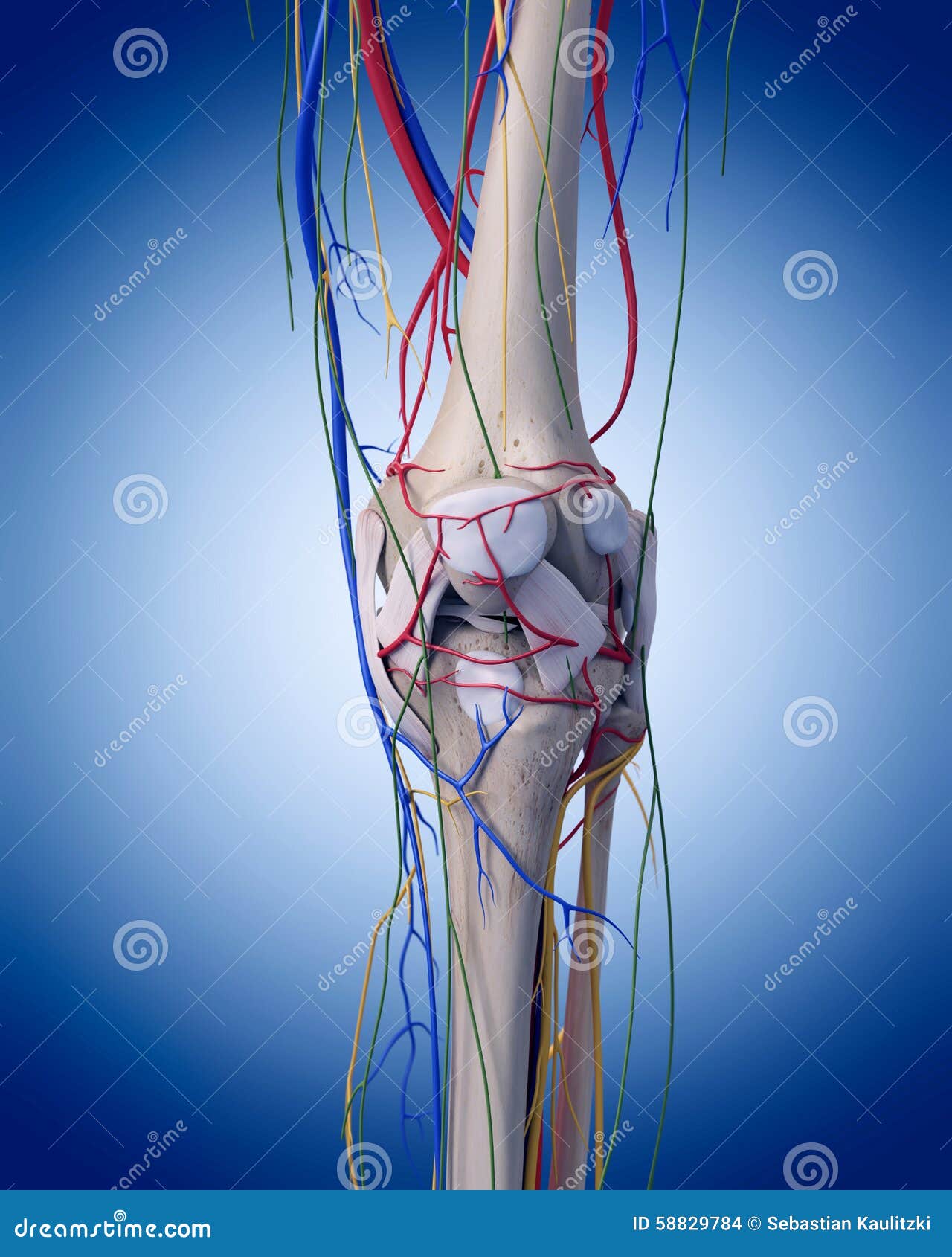 L'anatomie de genou illustration stock. Illustration du noeud - 58829784