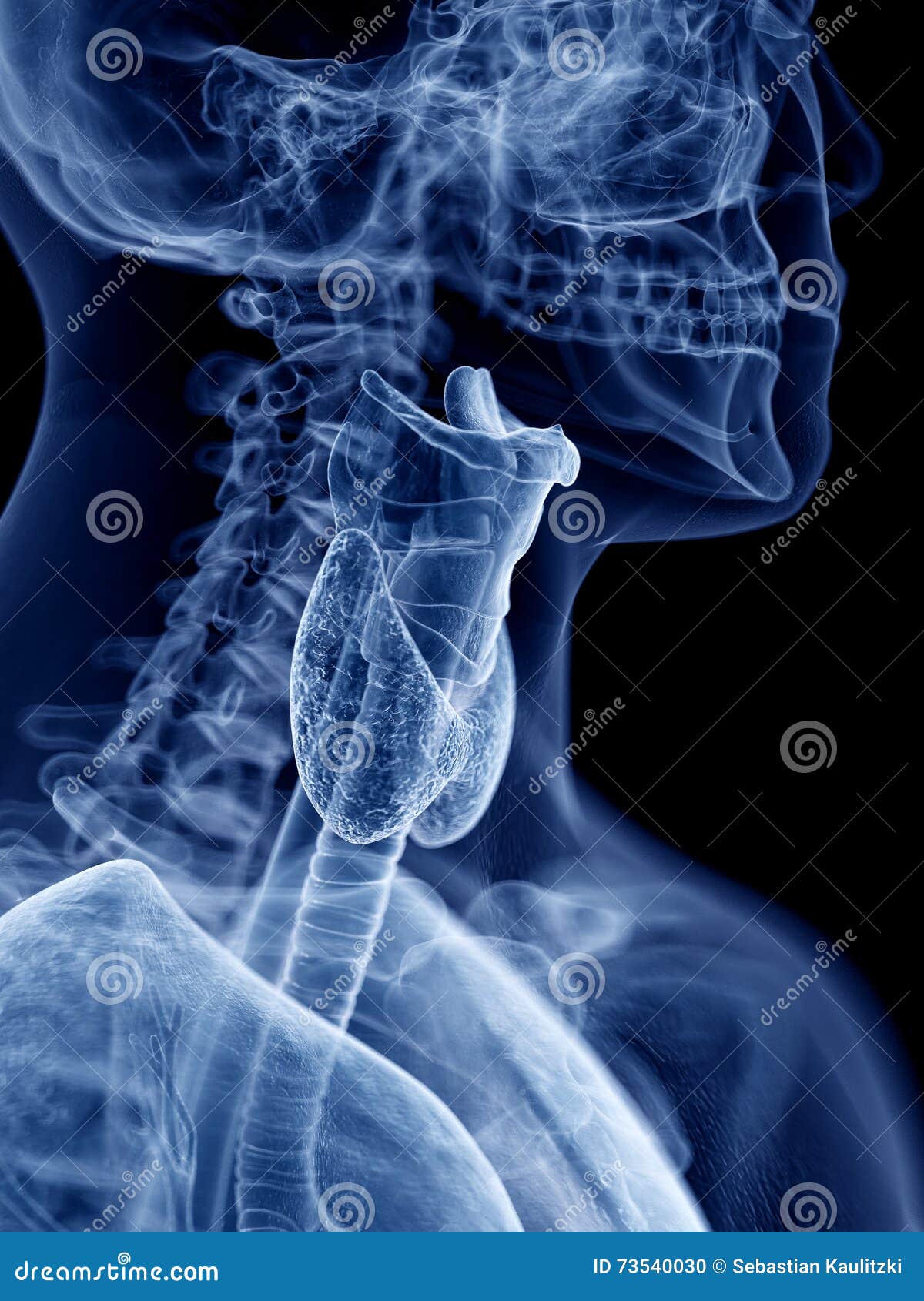 L'anatomie de gorge illustration stock. Illustration du viscères - 73540030