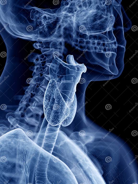 L'anatomie de gorge illustration stock. Illustration du viscères - 73540030