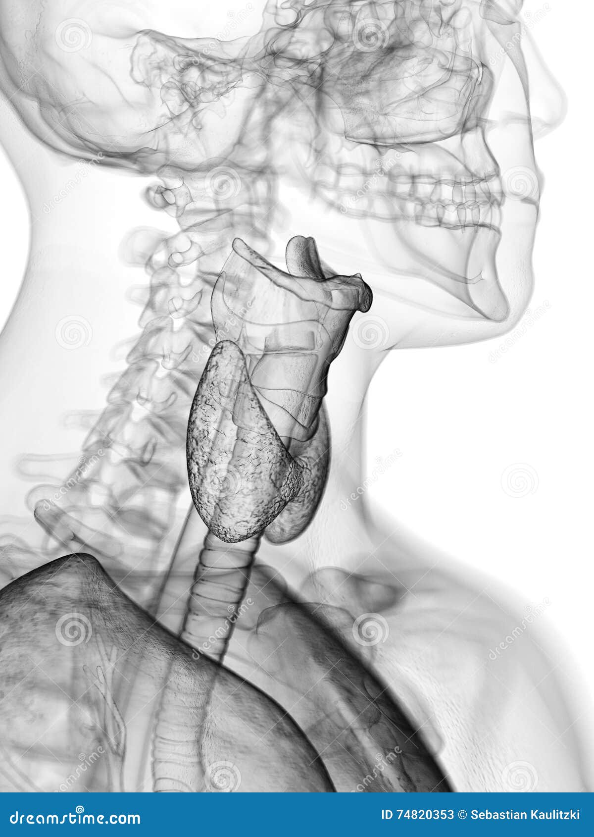 L'anatomie de gorge illustration stock. Illustration du organes - 74820353
