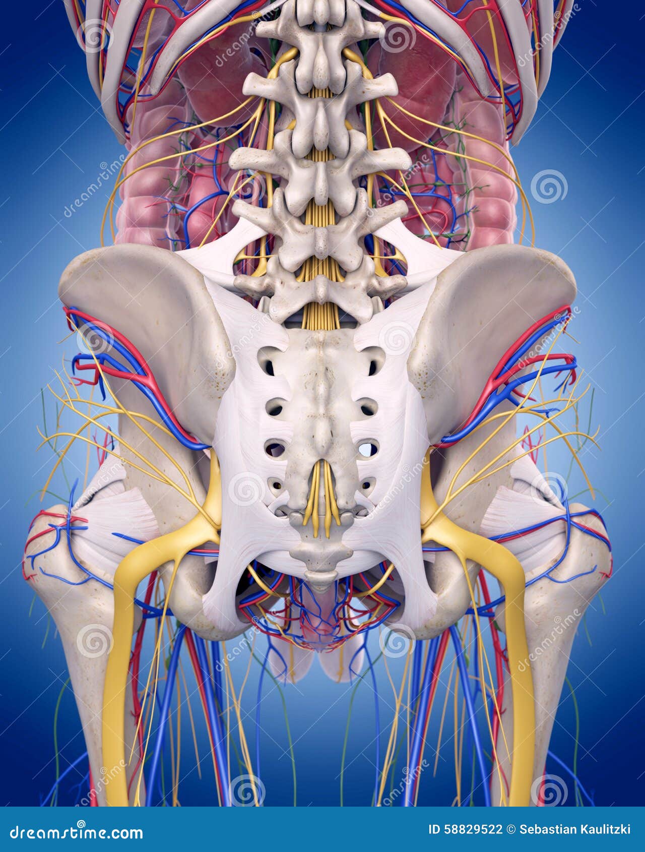 L'anatomie de hanche illustration stock. Illustration du illustration ...