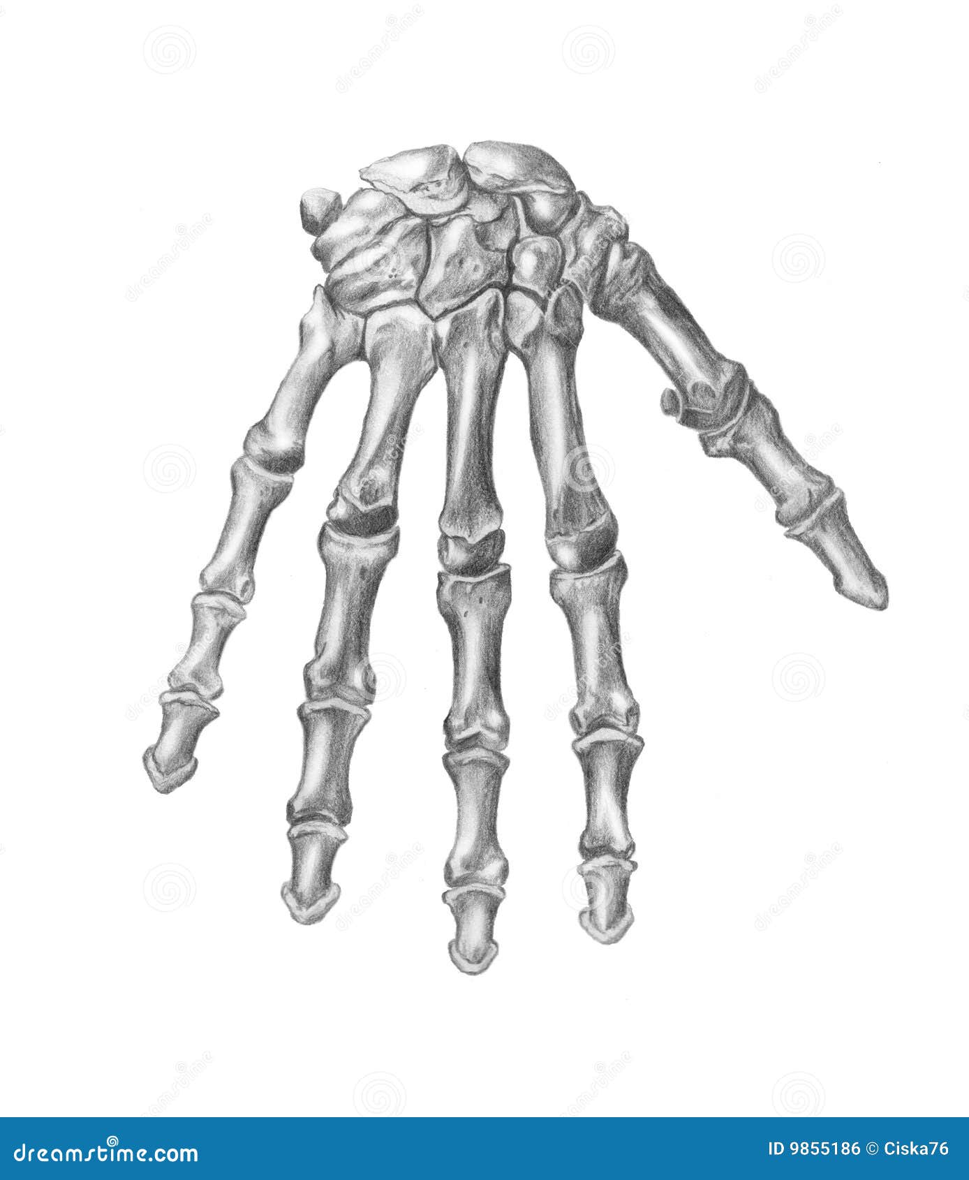 Os de la main anatomie