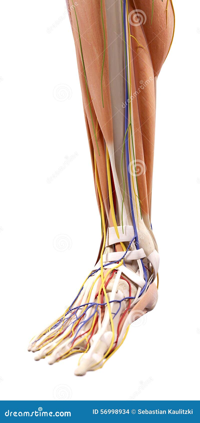 L'anatomie de pied illustration stock. Illustration du artères - 56998934