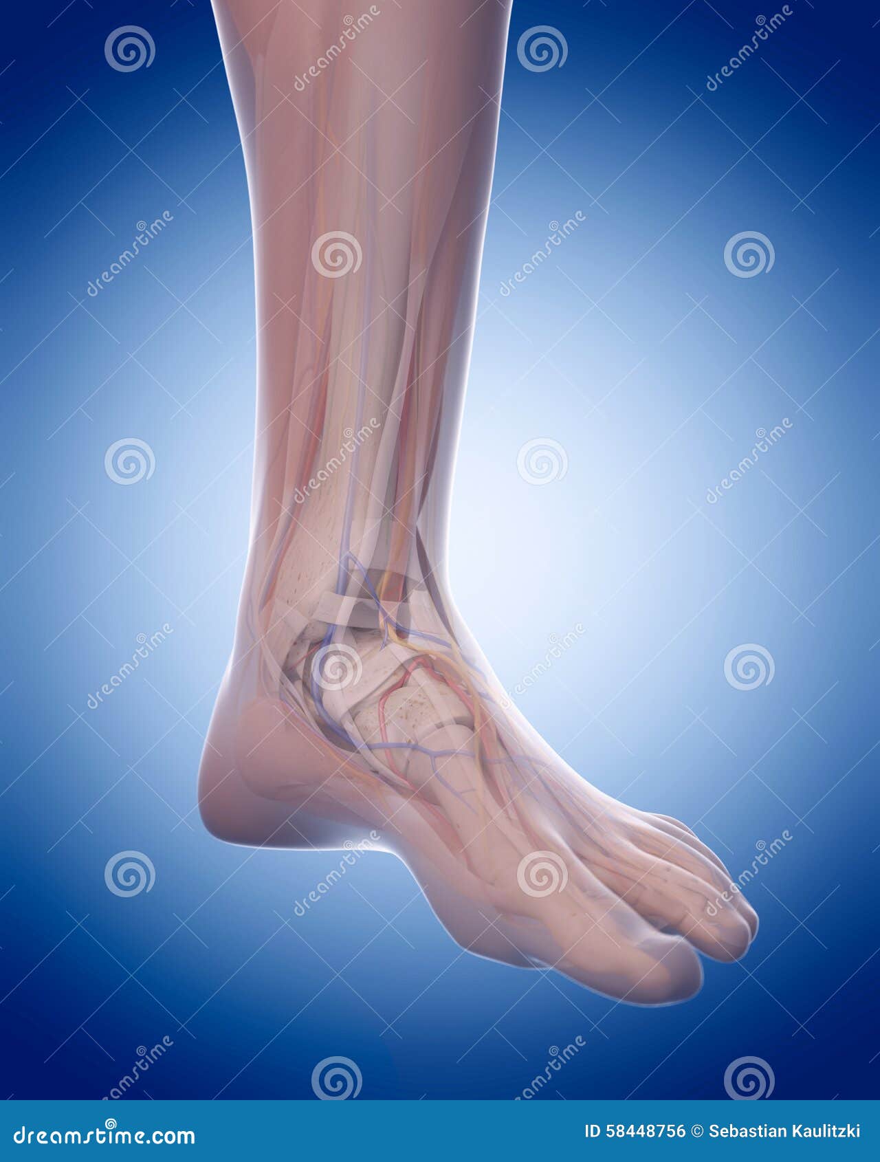 L'anatomie de pied illustration stock. Illustration du artère - 58448756
