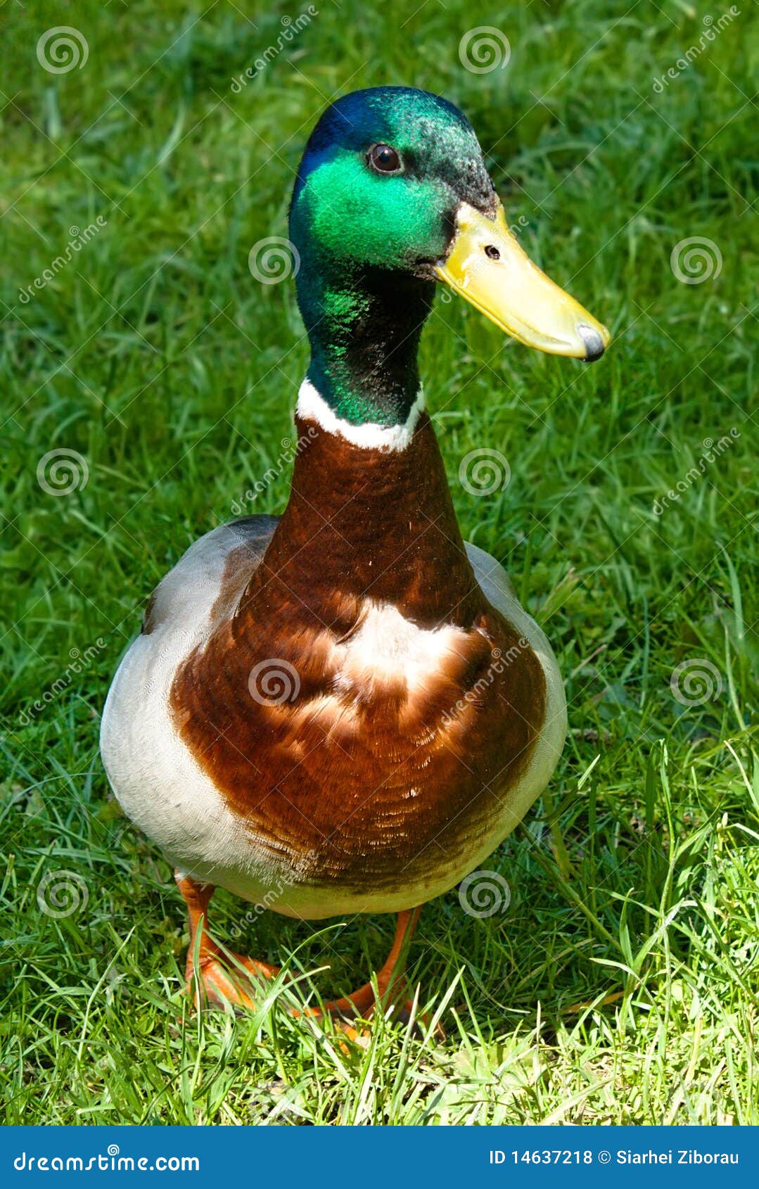 L'anatra fotografia stock. Immagine di anatra, erba, fotographia - 14637218