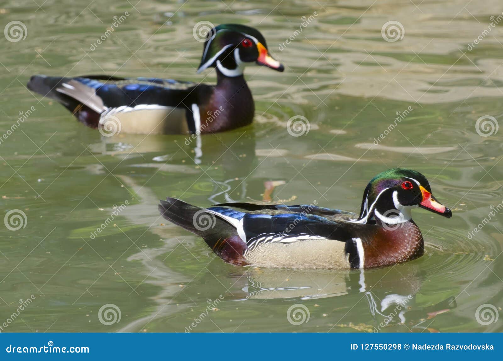 L'anatra di legno fotografia stock. Immagine di acqua - 127550298