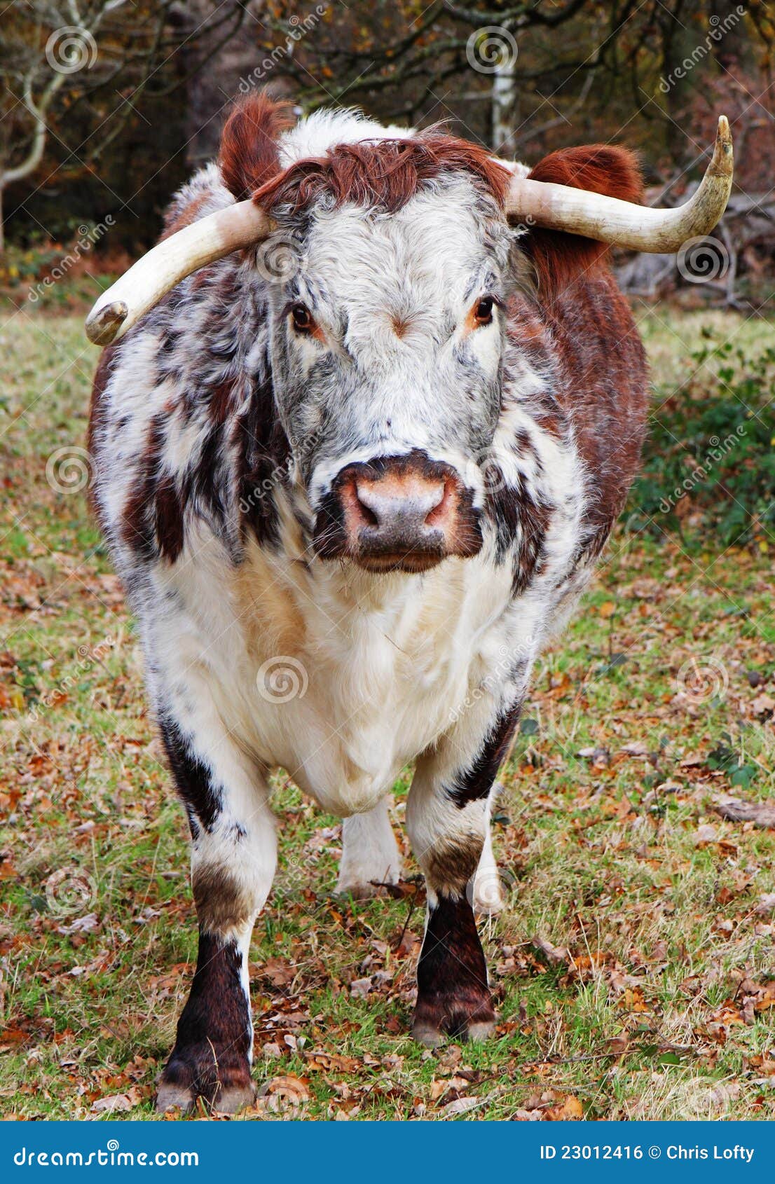 L'anglais Rare Longhorn De Race Photo stock - Image du affermage ...