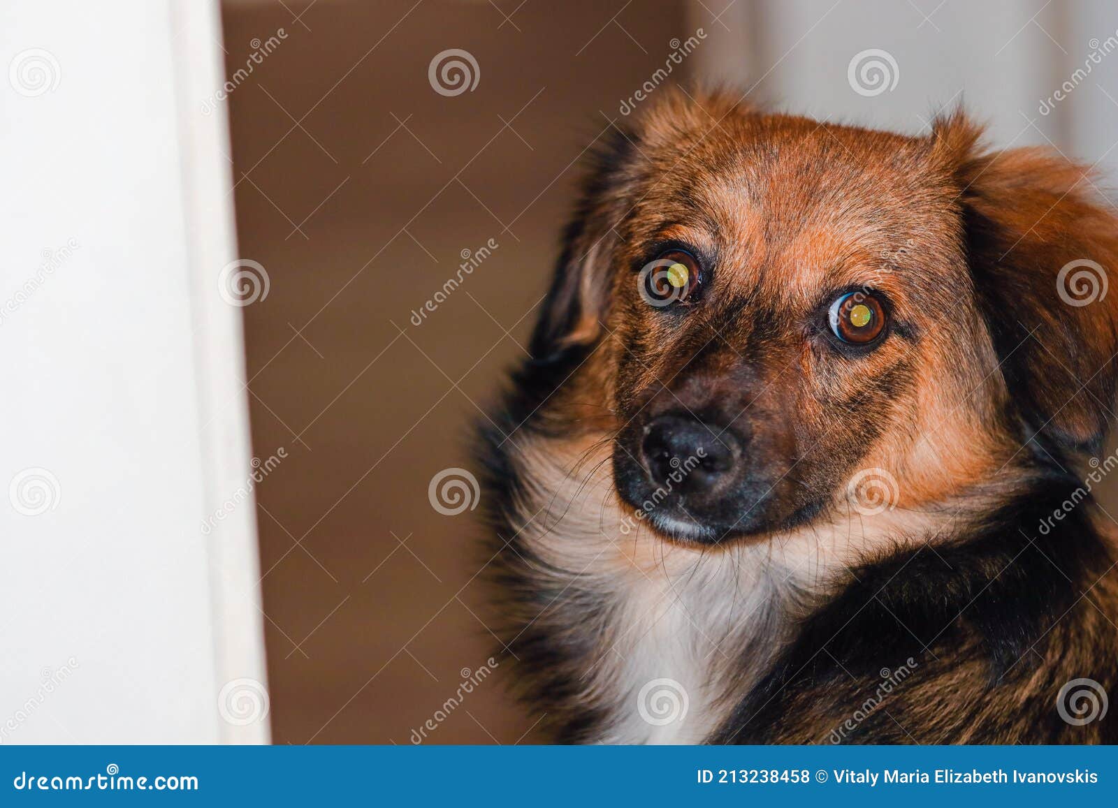 L'animal Doux Petit Chien Animal Photo stock - Image du doux, crabot ...