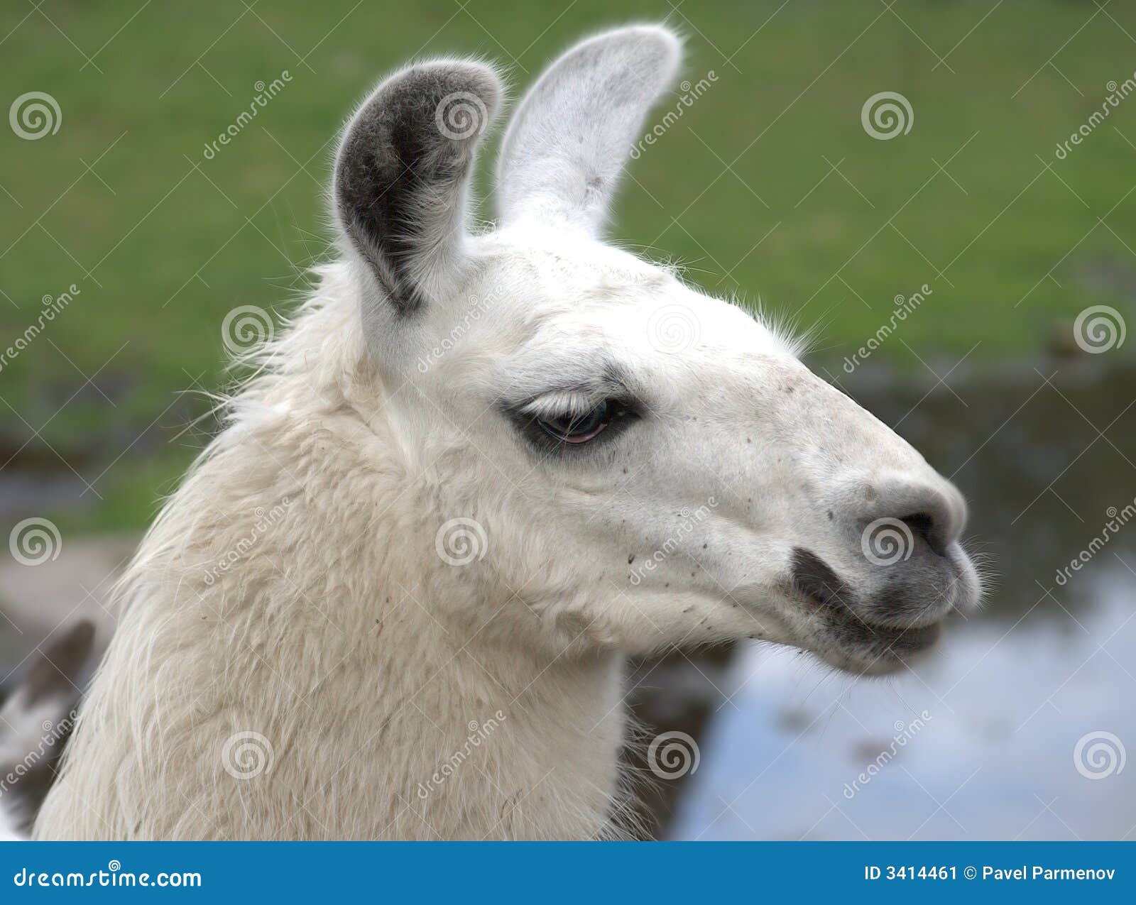 L'animal est le lama image stock. Image du animal, tête - 3414461