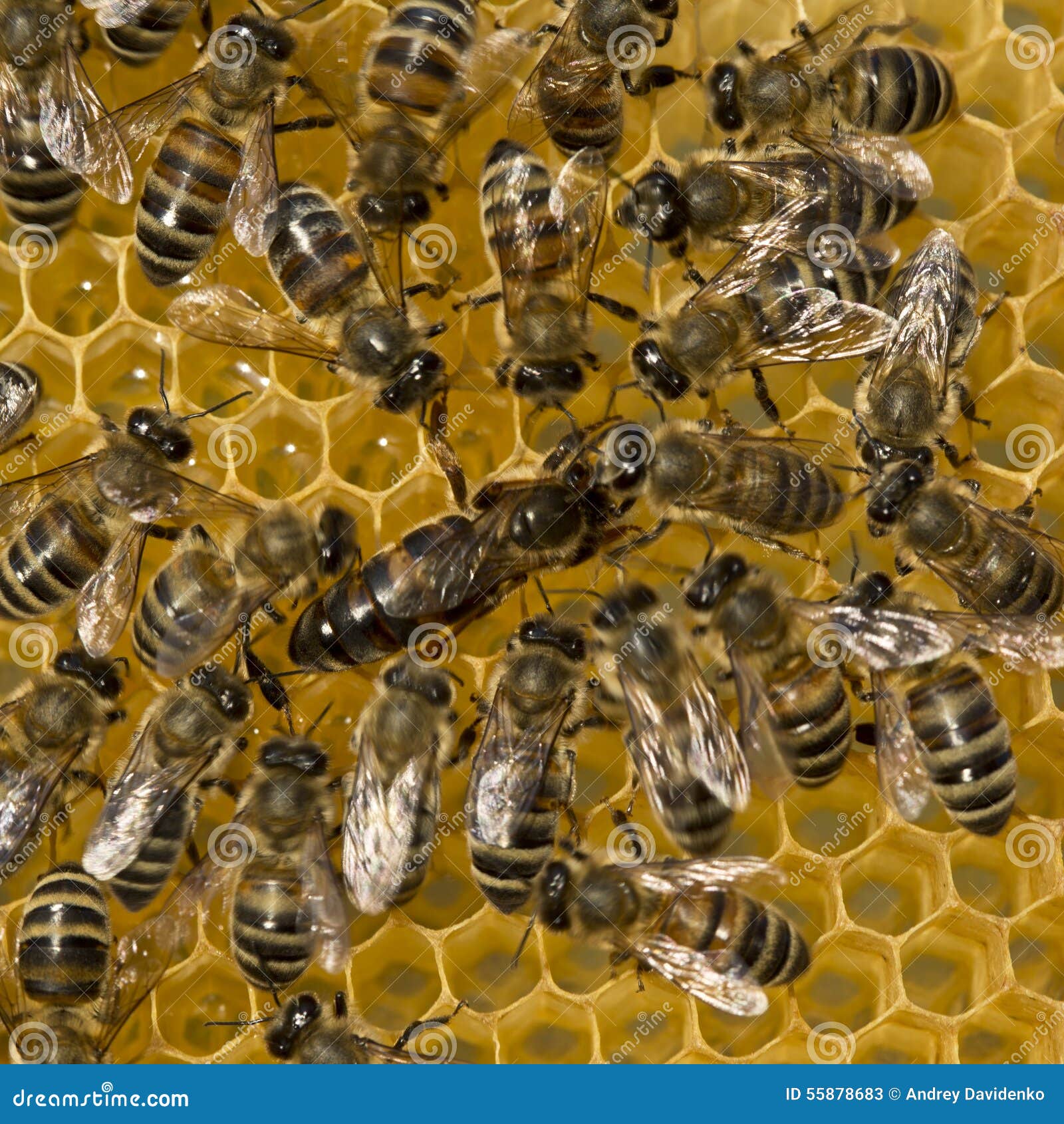 L'ape Regina Fa Le Uova in Cellula Immagine Stock - Immagine di unicità ...