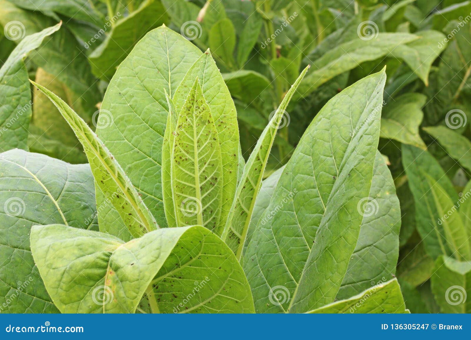 L'aphis D'insecte Attaque Des Feuilles De Tabac Image stock - Image du ...