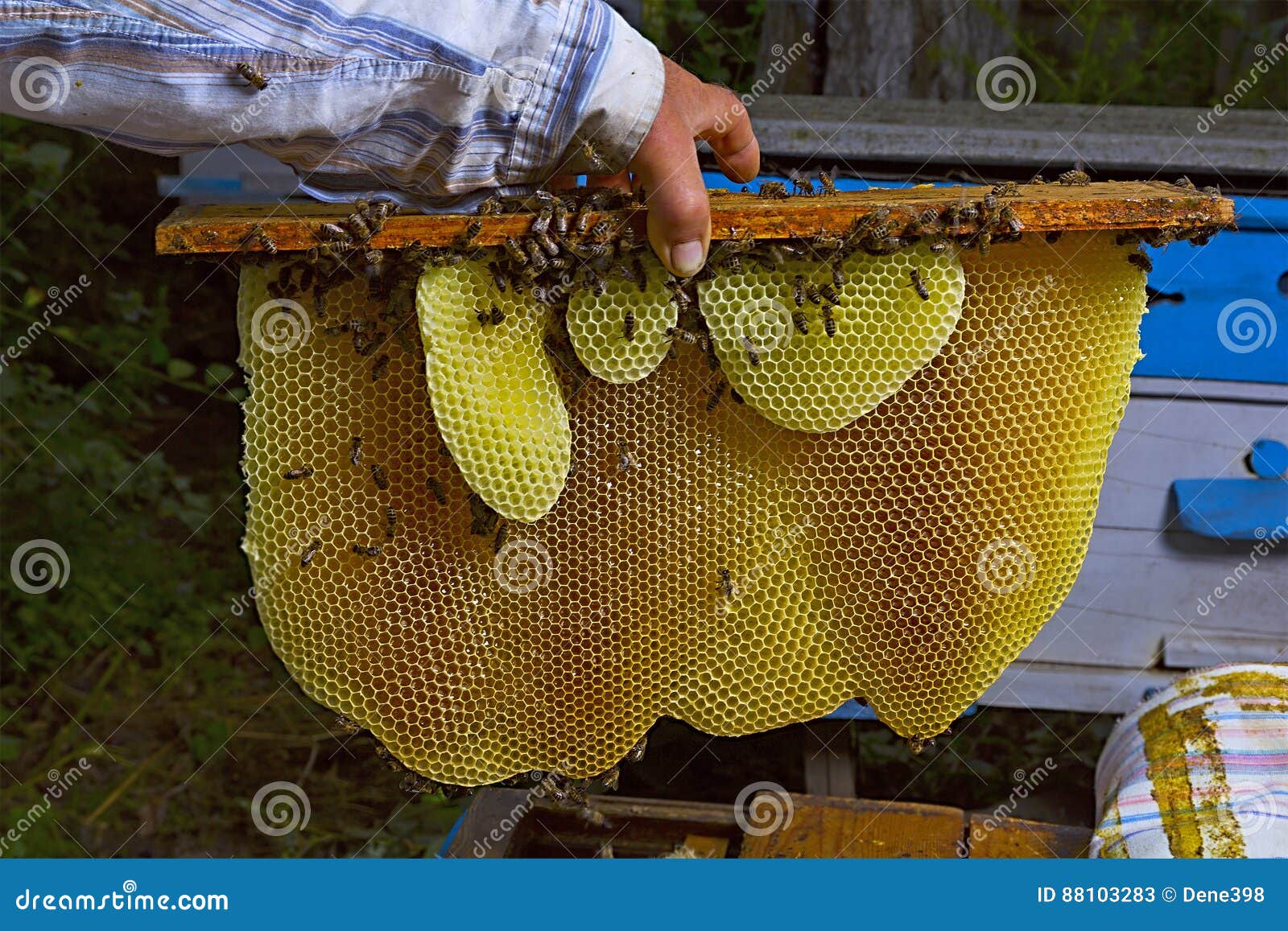 L'apicoltore Sta Lavorando Con Le Api E Gli Alveari Sull'arnia Immagine ...