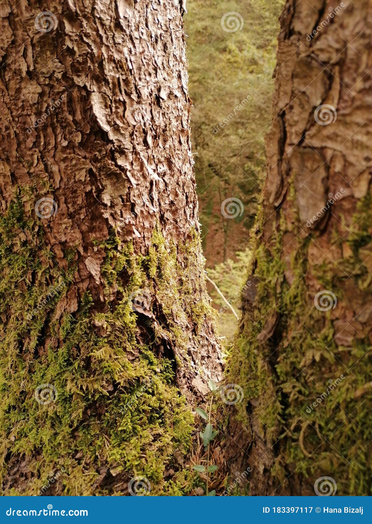 L'arbre creux image stock. Image du coffre, branchement - 183397117