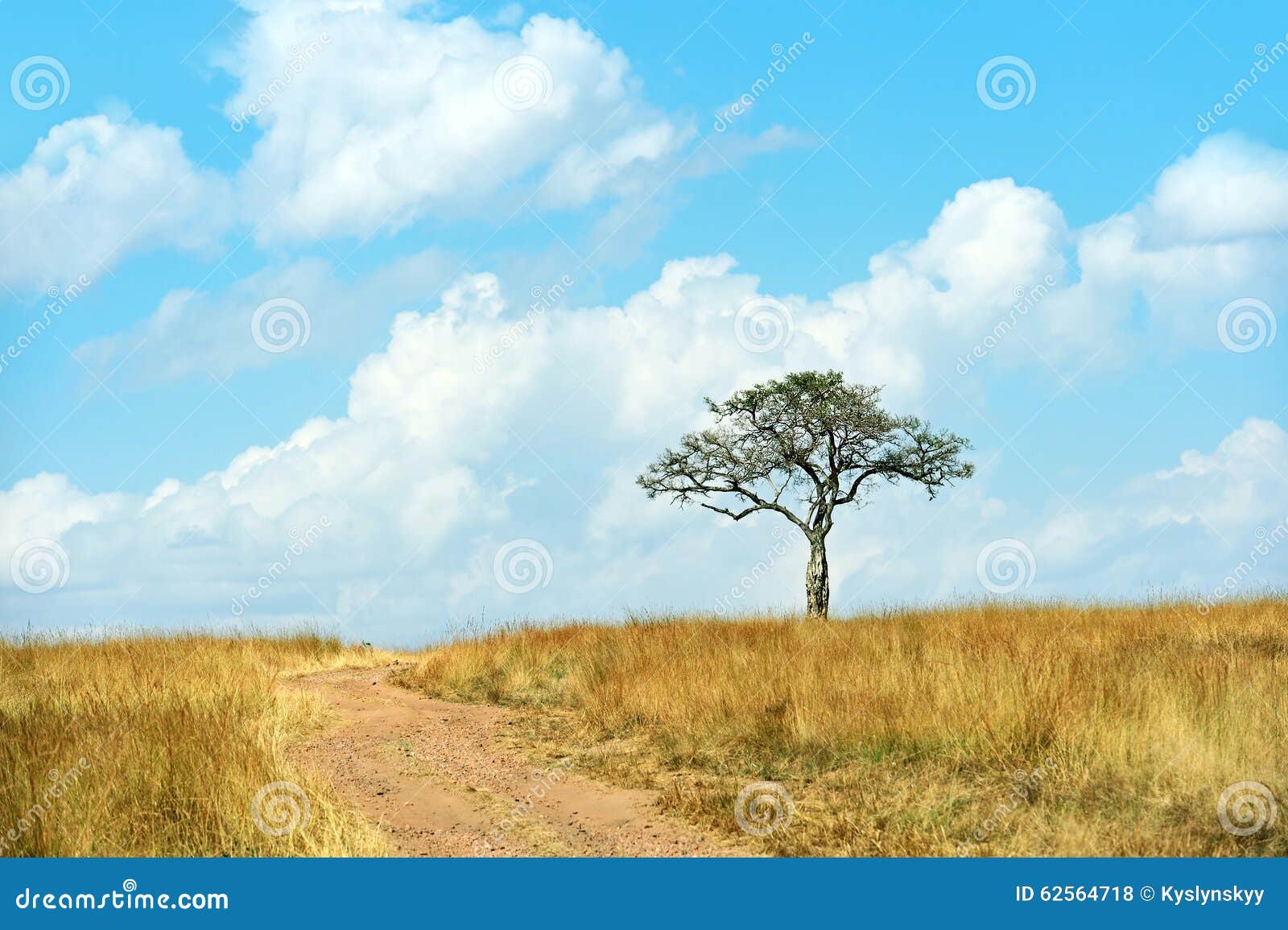 L'arbre Dans La Savane Africaine Photo stock - Image du dangereux ...