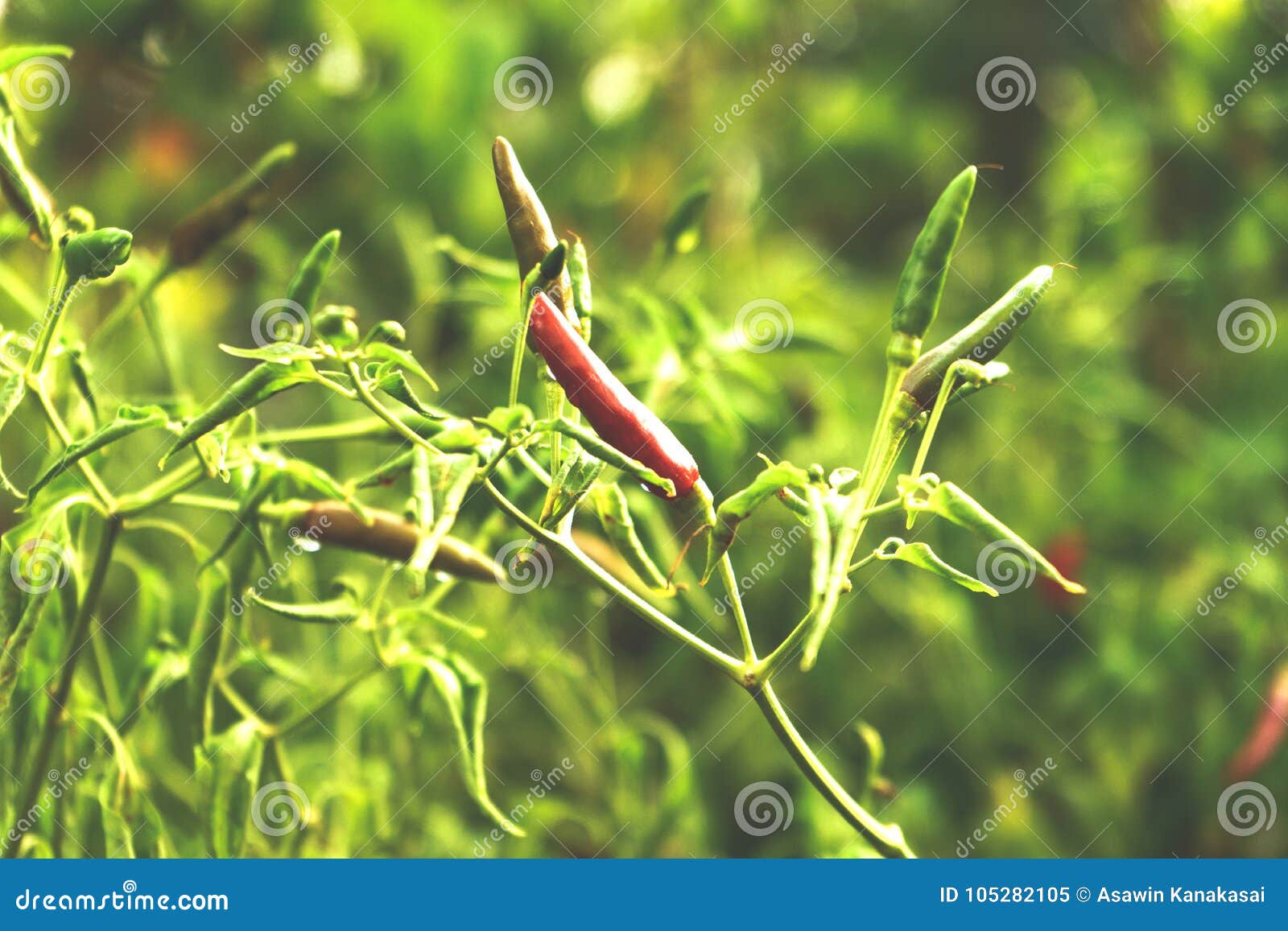 L'arbre de poivre image stock. Image du moisson, accroissement - 105282105