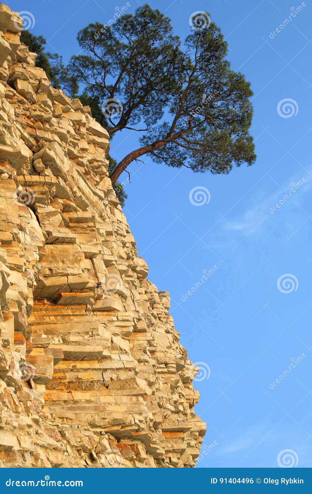 L'arbre Sur La Pente Raide Du Rivage Photo stock - Image du scénique ...