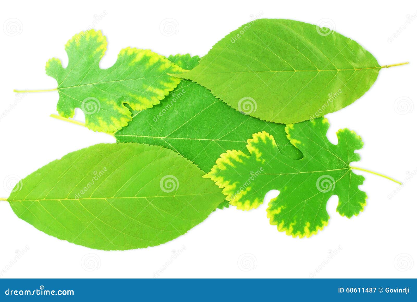 L'arbre Vert Part Du Fond De Texture Image stock - Image du forêt ...