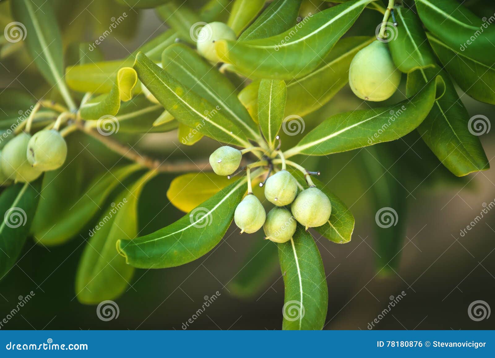 L'arbuste D'Oleaster Avec L'olive Aiment Le Fruit Photo stock - Image ...
