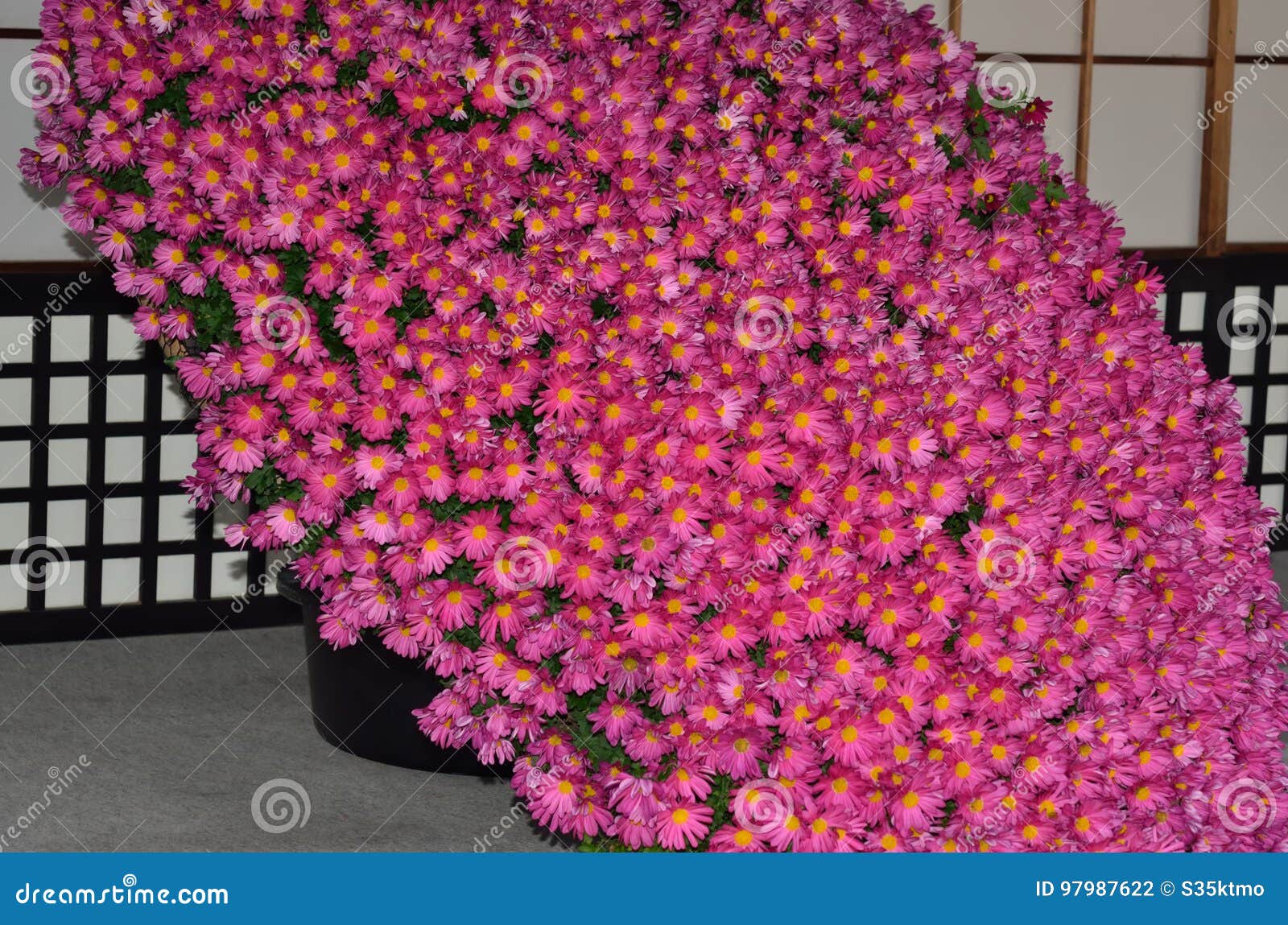 L'arte Del Crisantemo, Kyoto Giappone Fotografia Stock - Immagine di ...