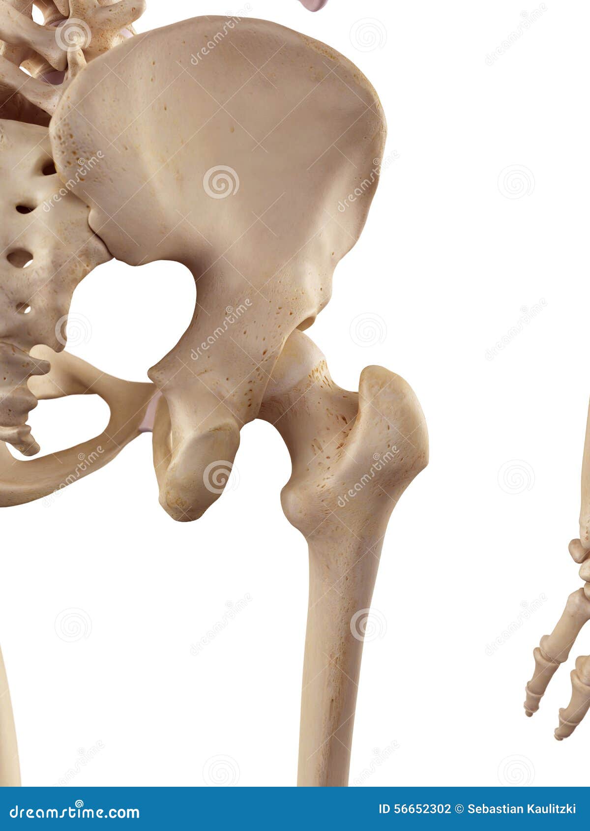 L'articolazione dell'anca illustrazione di stock. Illustrazione di ...