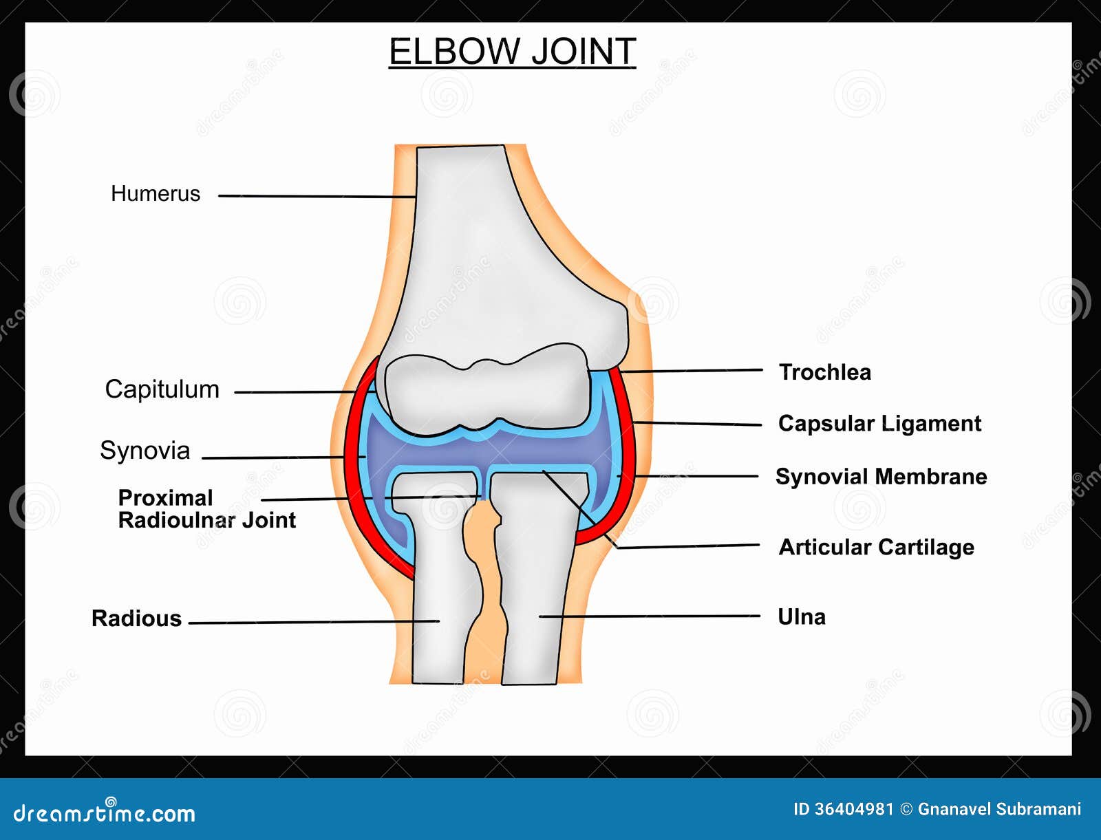 L'articulation du coude illustration stock. Illustration du chiropraxie ...